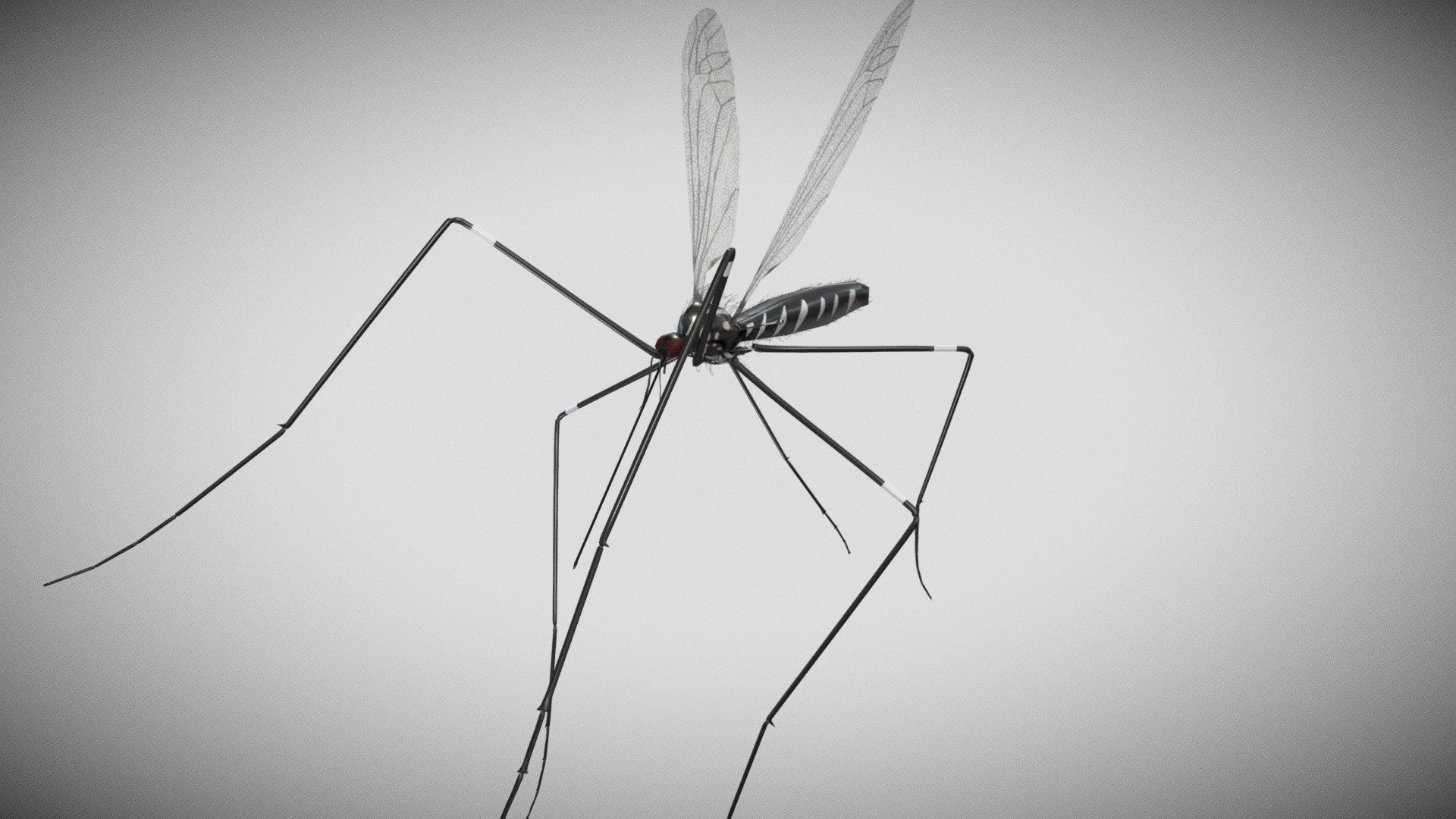 Mosquito animated - Buy Royalty Free 3D model by sameka [589fe44 ...