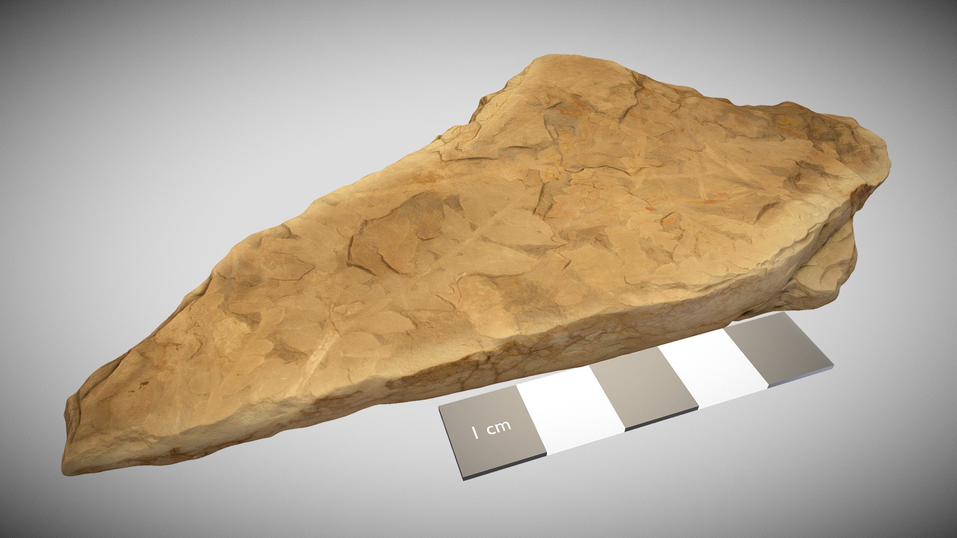 Triassic fossil plants - 3D model by UQ School of the Environment (@UQ ...