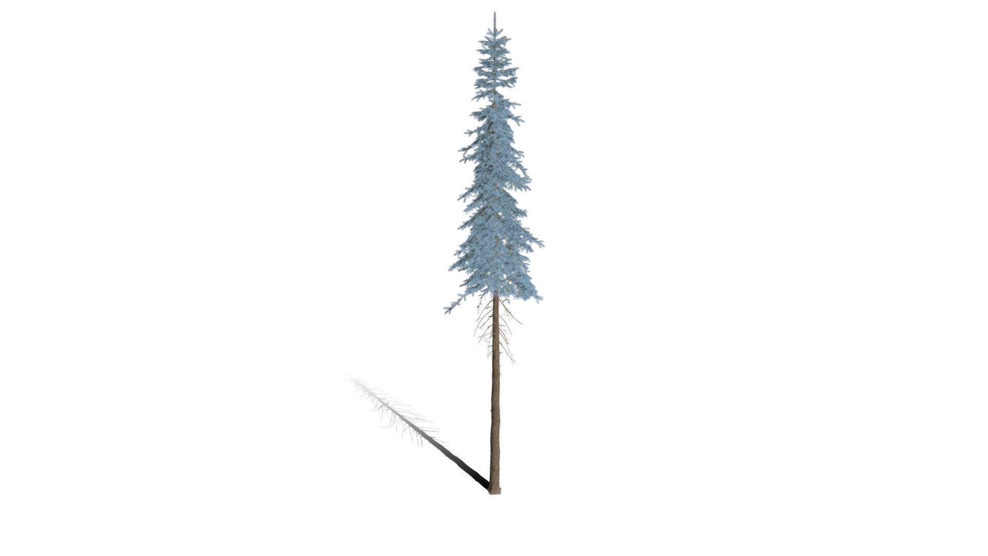 Realistic HD Colorado Blue spruce Koster (25/43) - Download Free 3D ...