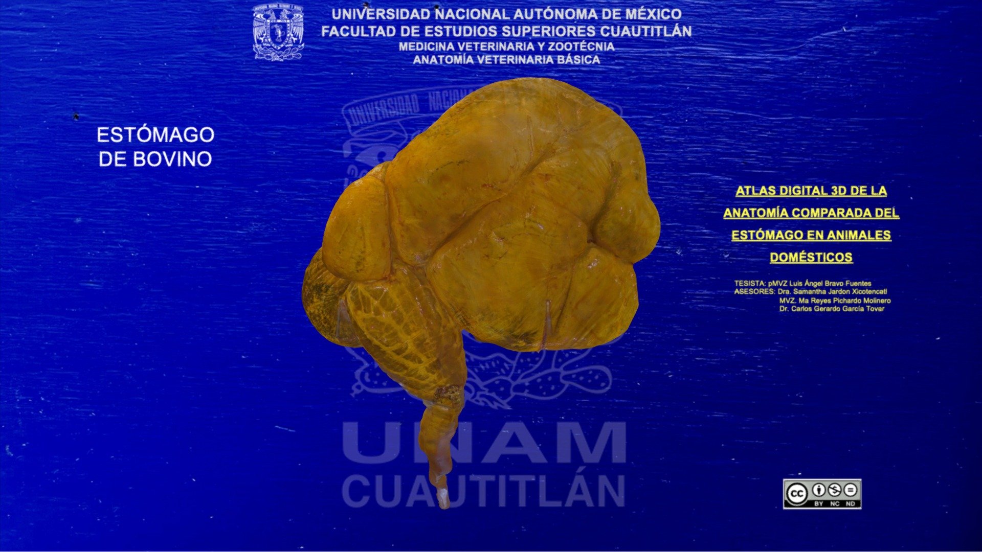 ESTÓMAGO DE BOVINO - RUMEN - SUPERFICIE PARIETAL - 3D model by Anatomía ...
