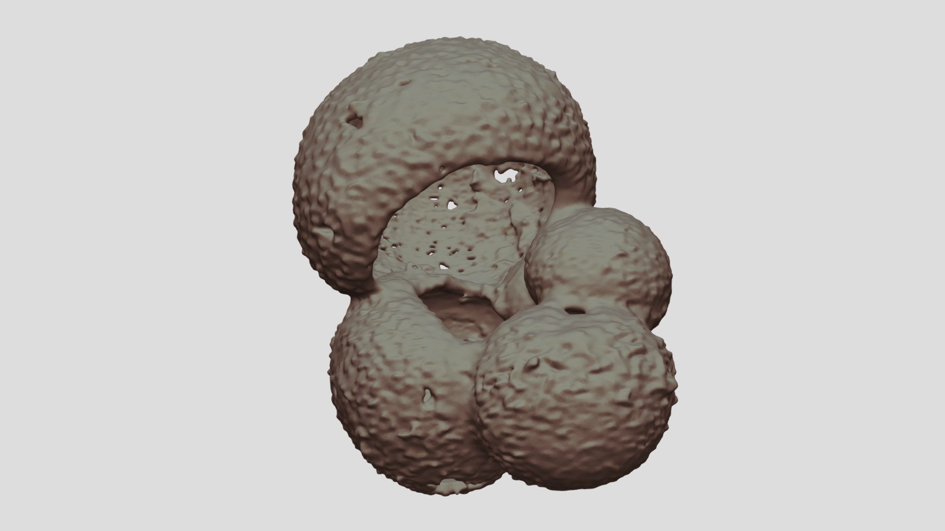 Globigerina bulloides [Geo B8502 825cm Shell-7] - Download Free 3D ...