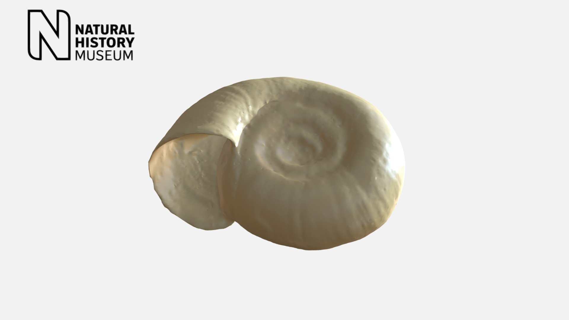 Biomphalaria glabrata - Download Free 3D model by NHM_Imaging [58aad0d ...