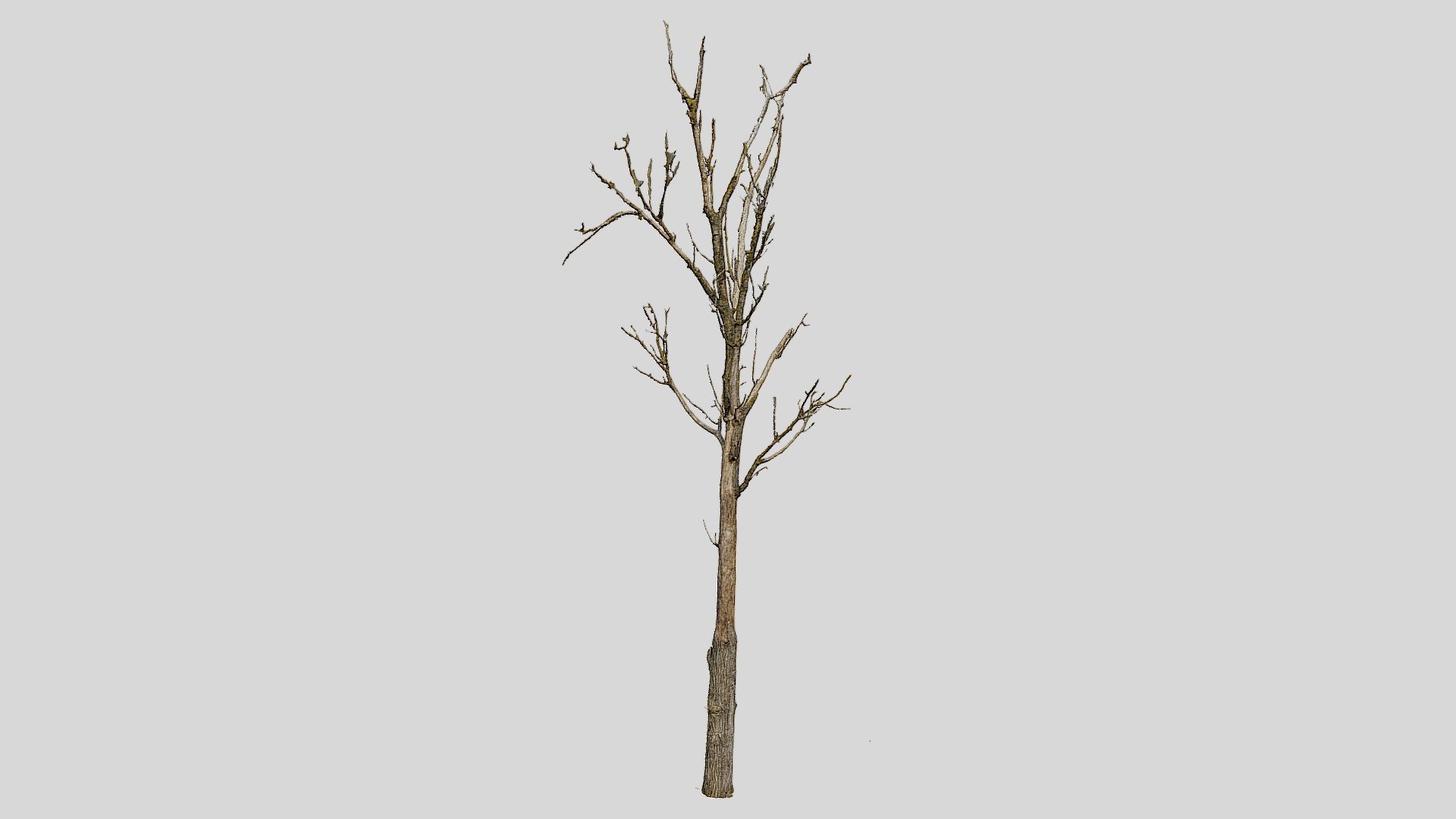 600-year-old dead oak - ENT 11 - Download Free 3D model by archiwum_xyz ...