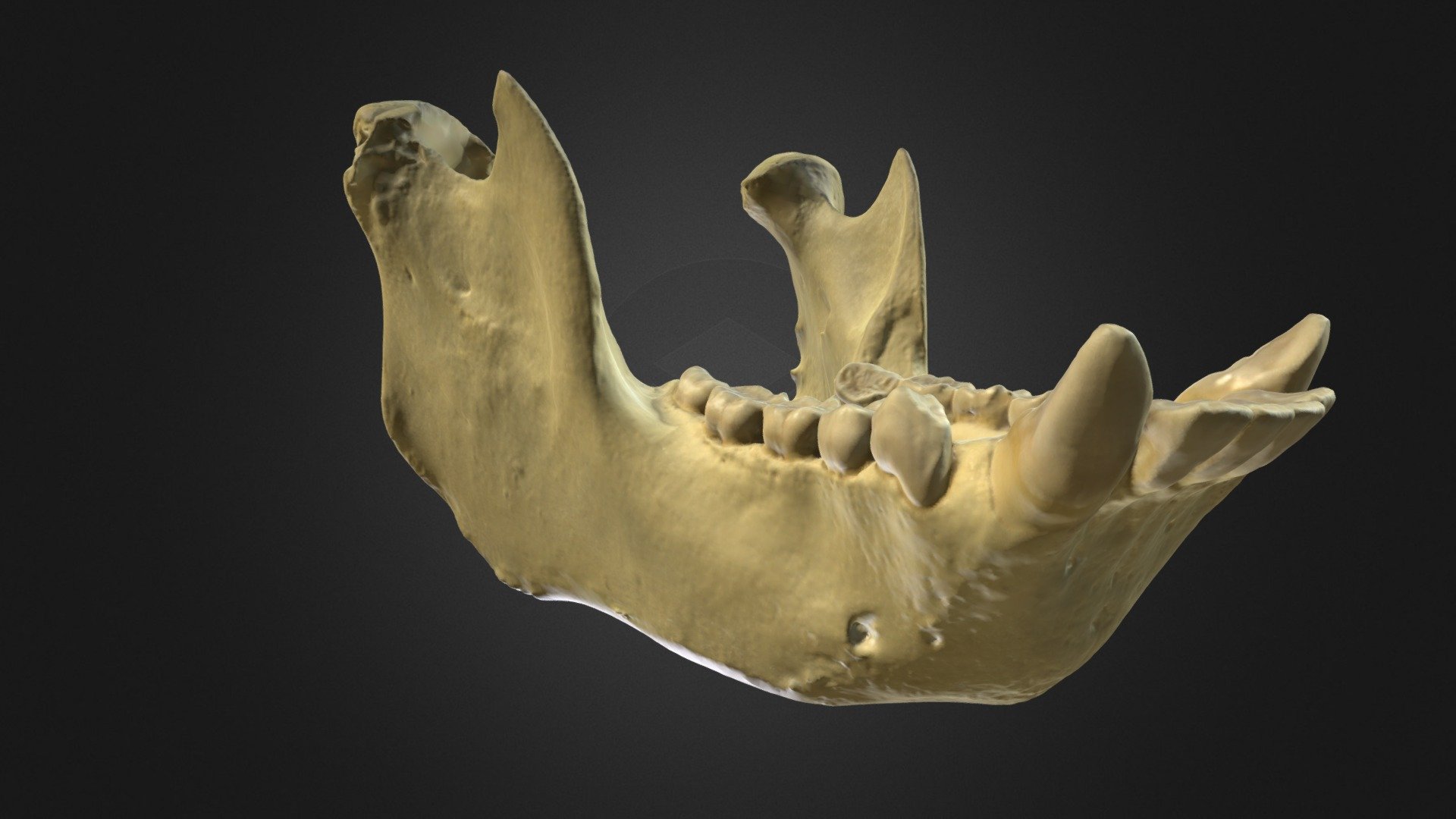 Pongo pygmaeus, mandible - 3D model by Museu de Ciències Naturals de ...