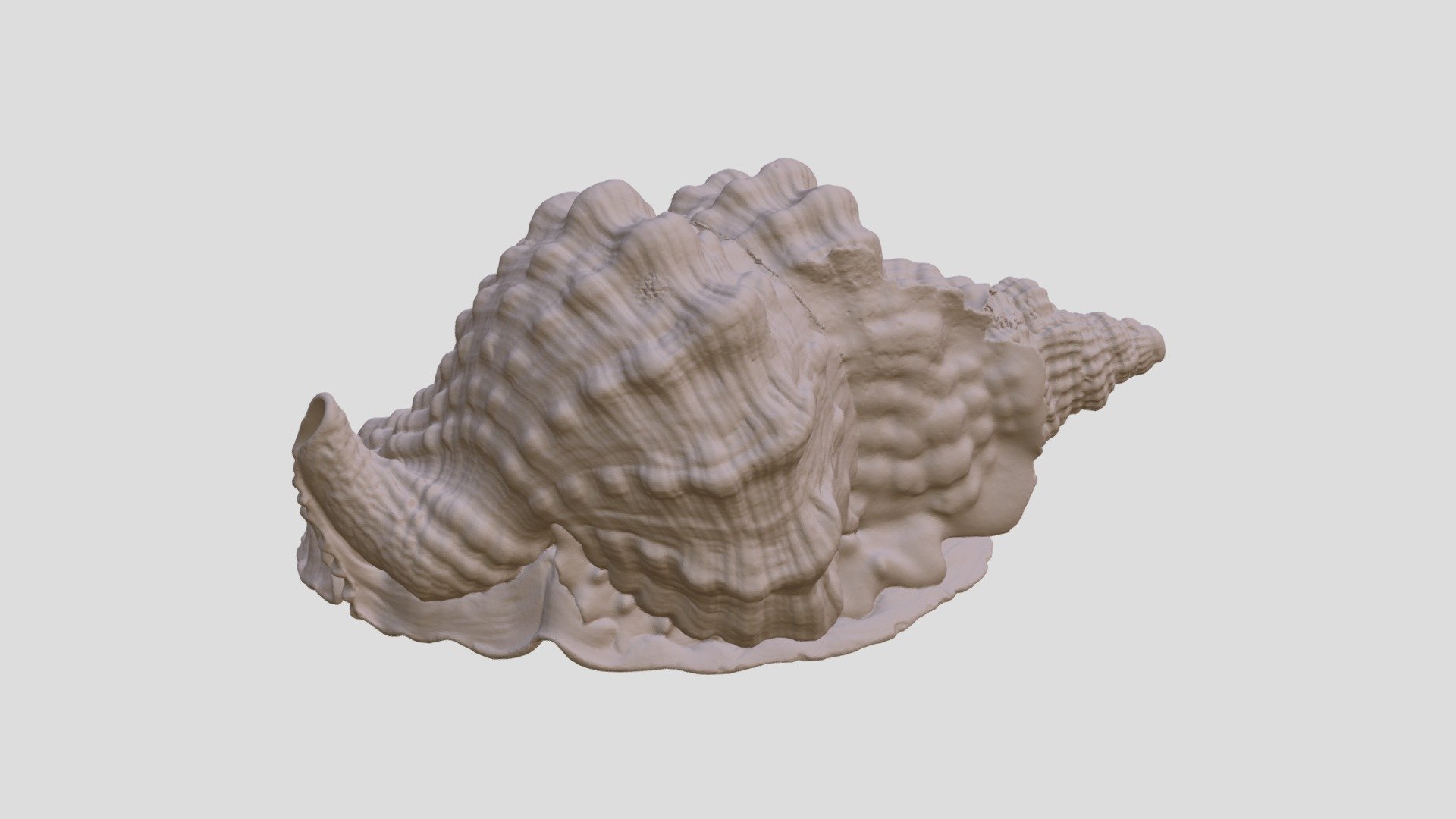 Distorsio anus (DMNS:Inv:6266) - 3D model by Biodiversity [58b2d02 ...