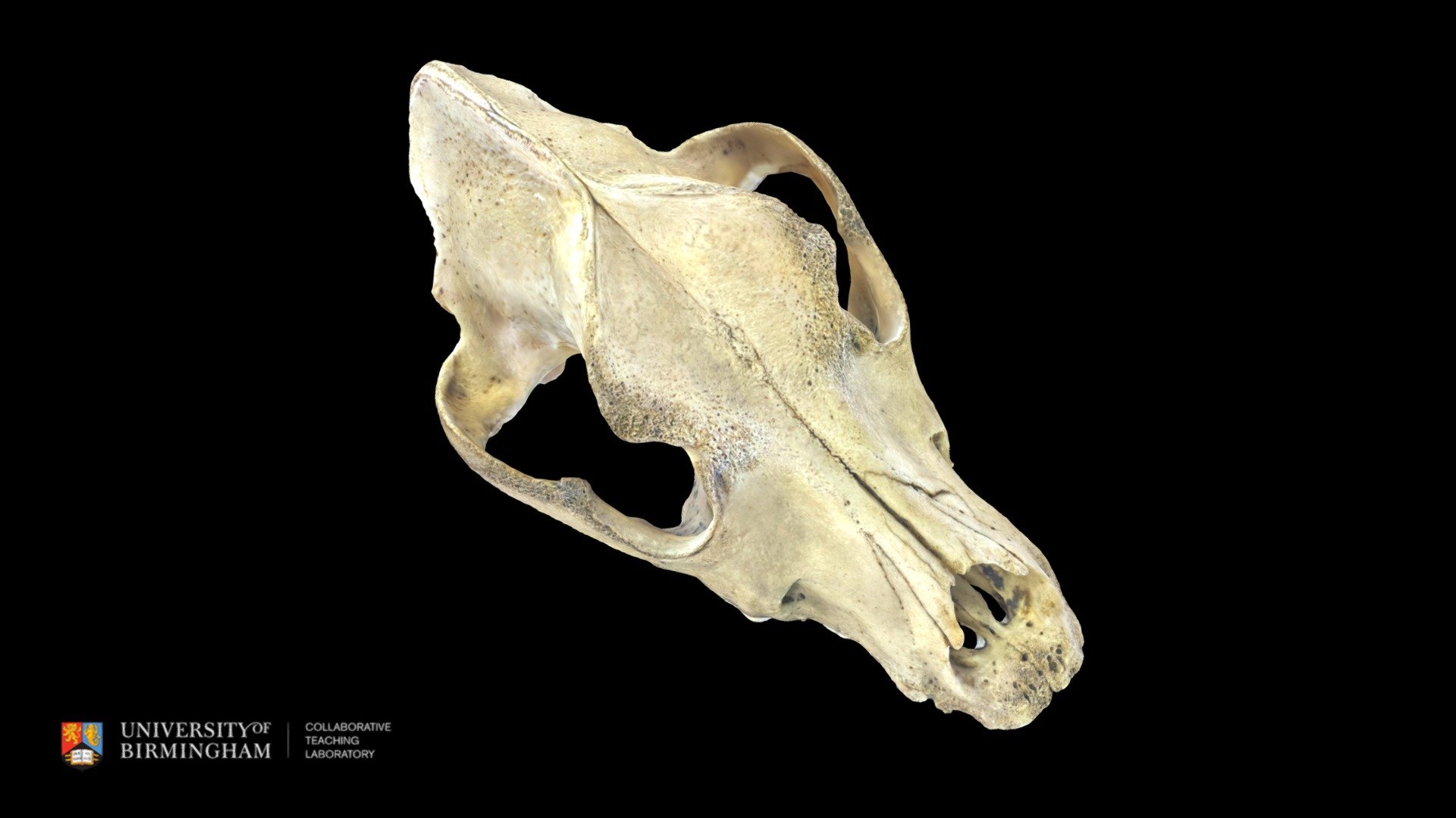 Dog Skull - Download Free 3D model by CTL, University of Birmingham ...