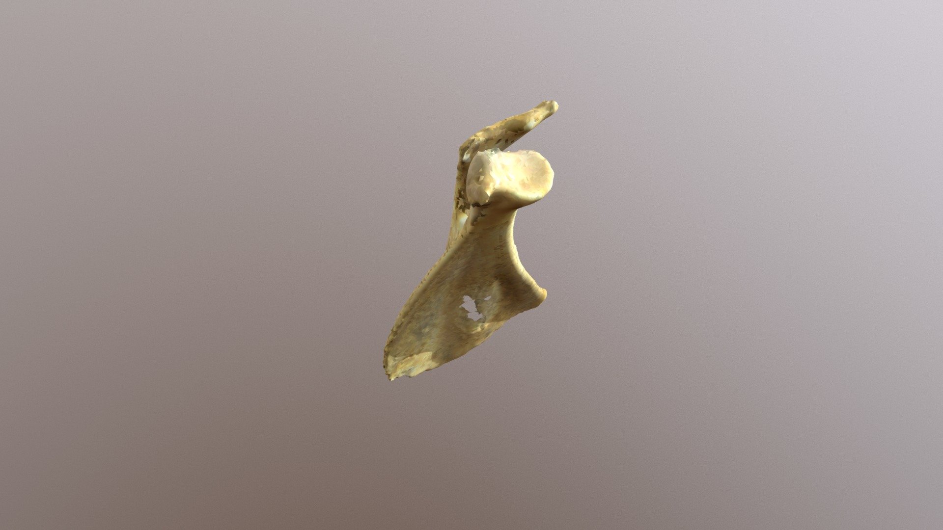 Guinea Pig Scapula (VCU_3D_3414) - Download Free 3D model by Virtual ...
