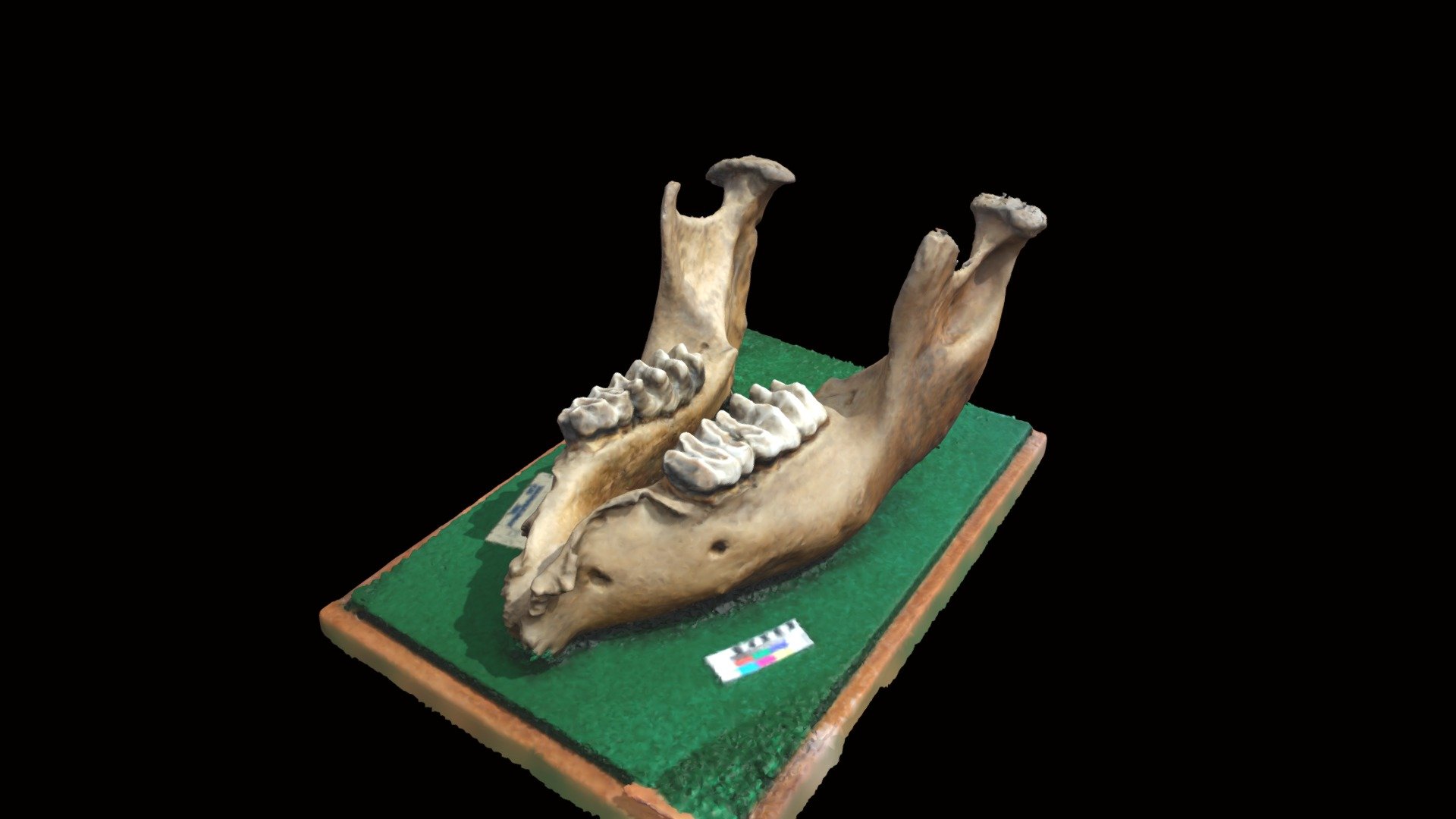 Mastodon_mod1 - 3D model by hyattj [58c8365] - Sketchfab