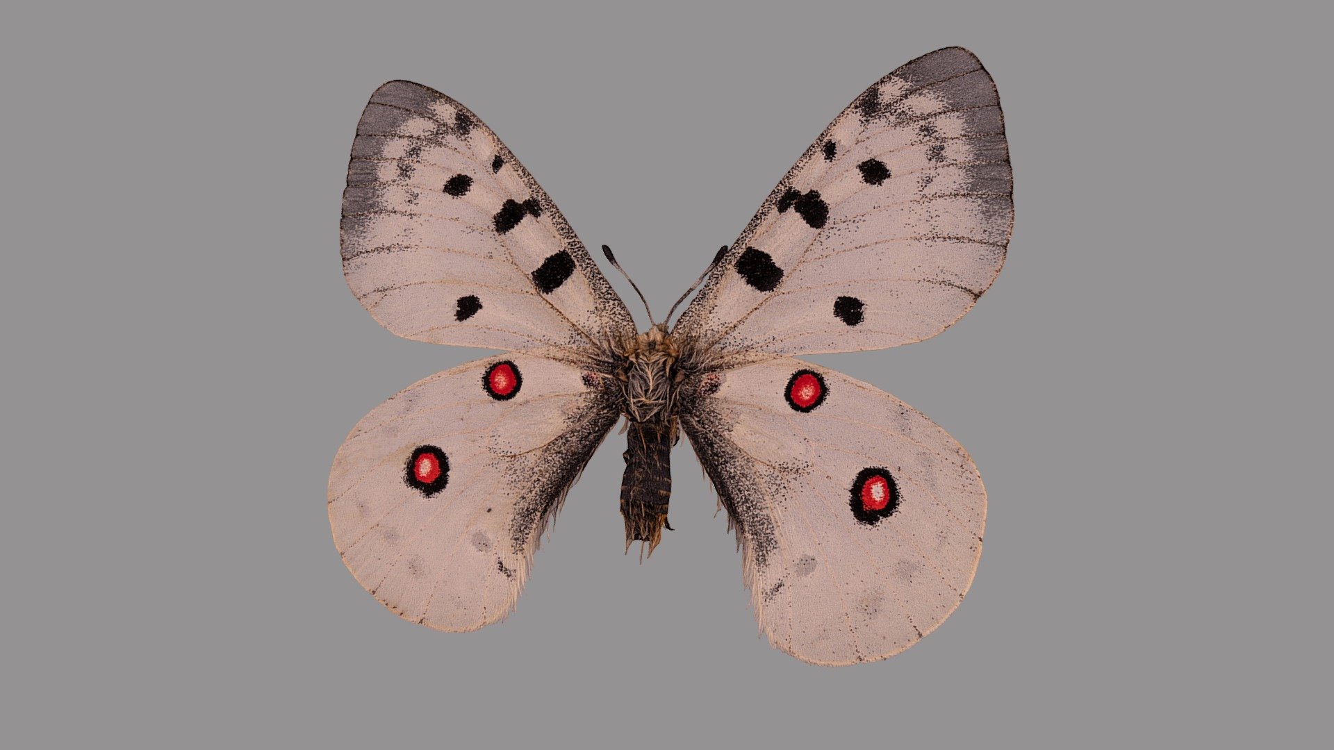 Parnassius apollo - 3D model by VirNat [58ce576] - Sketchfab
