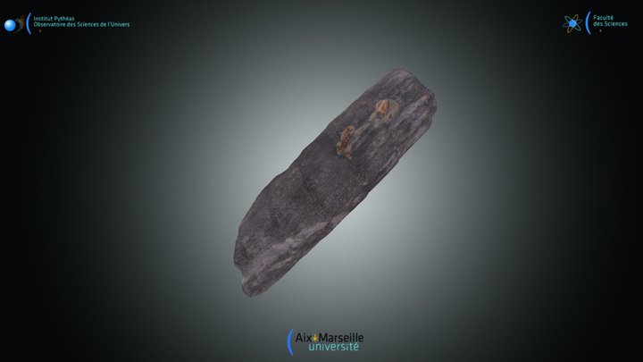 Sphenophyta 3D models - Sketchfab