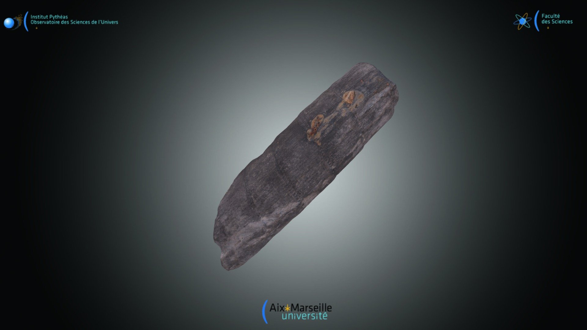 Plante - Calamites sp. - Download Free 3D model by Secteur Sciences et ...