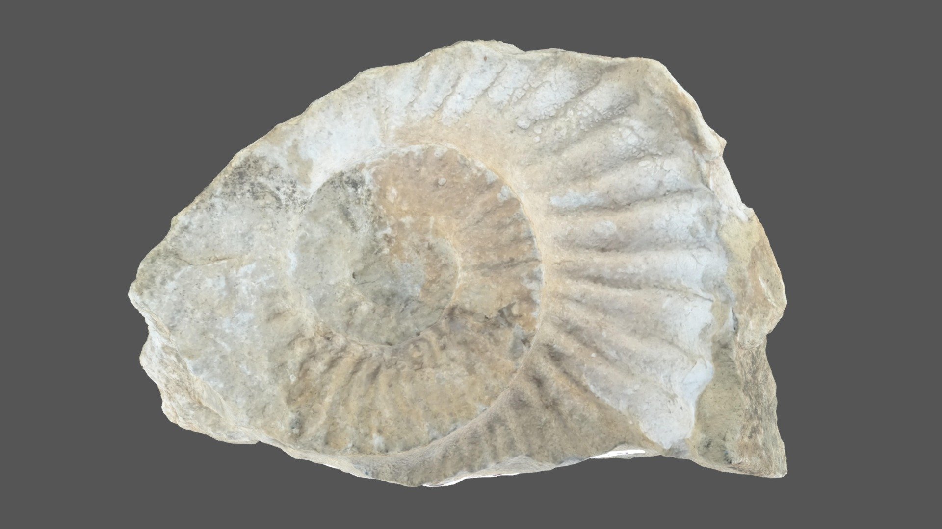 Ammonite - Download Free 3D model by Riccardo Rocca (@riccardo.rocca ...
