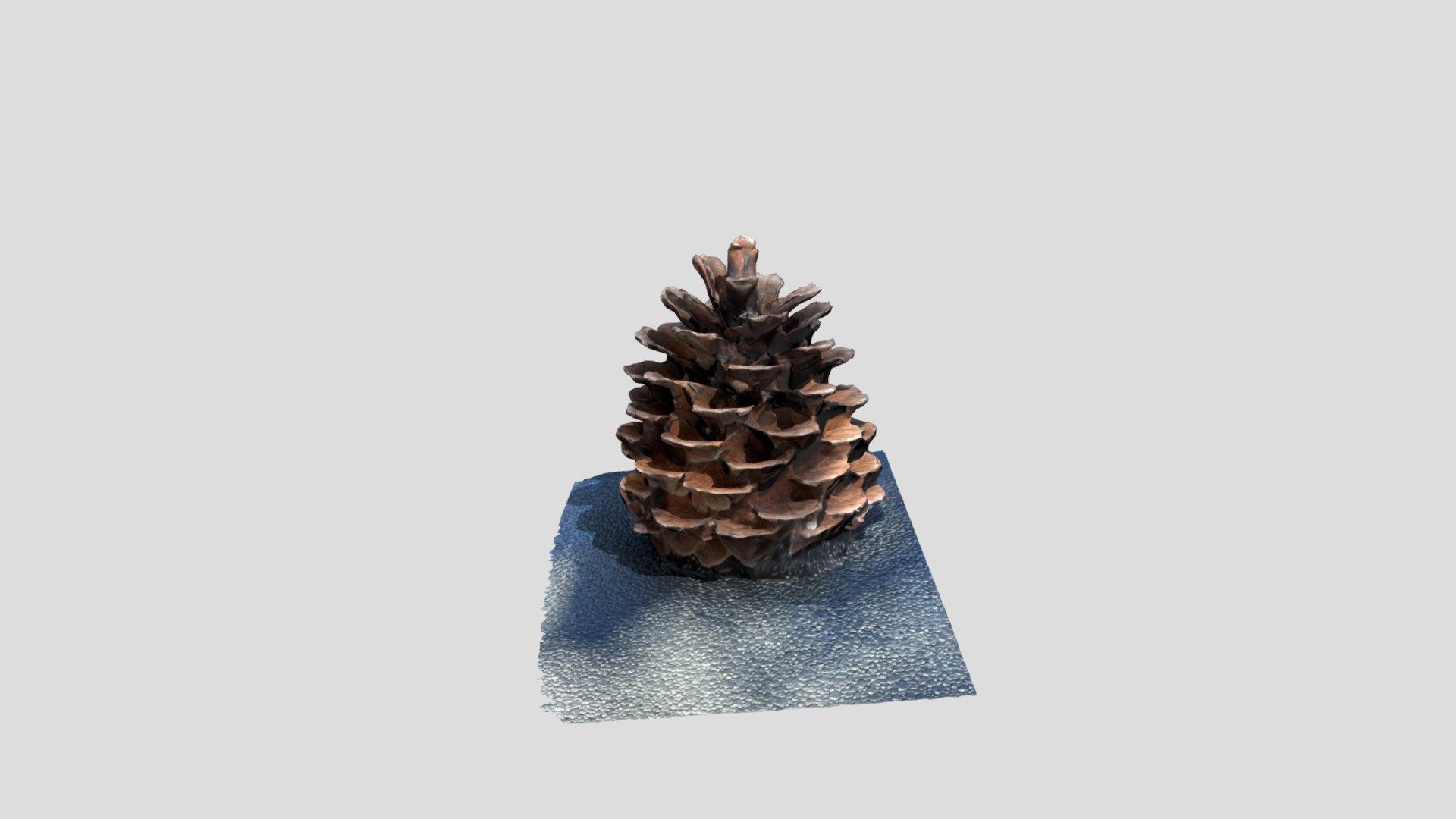 pine cone - 3D model by blgnmtl [58d500b] - Sketchfab