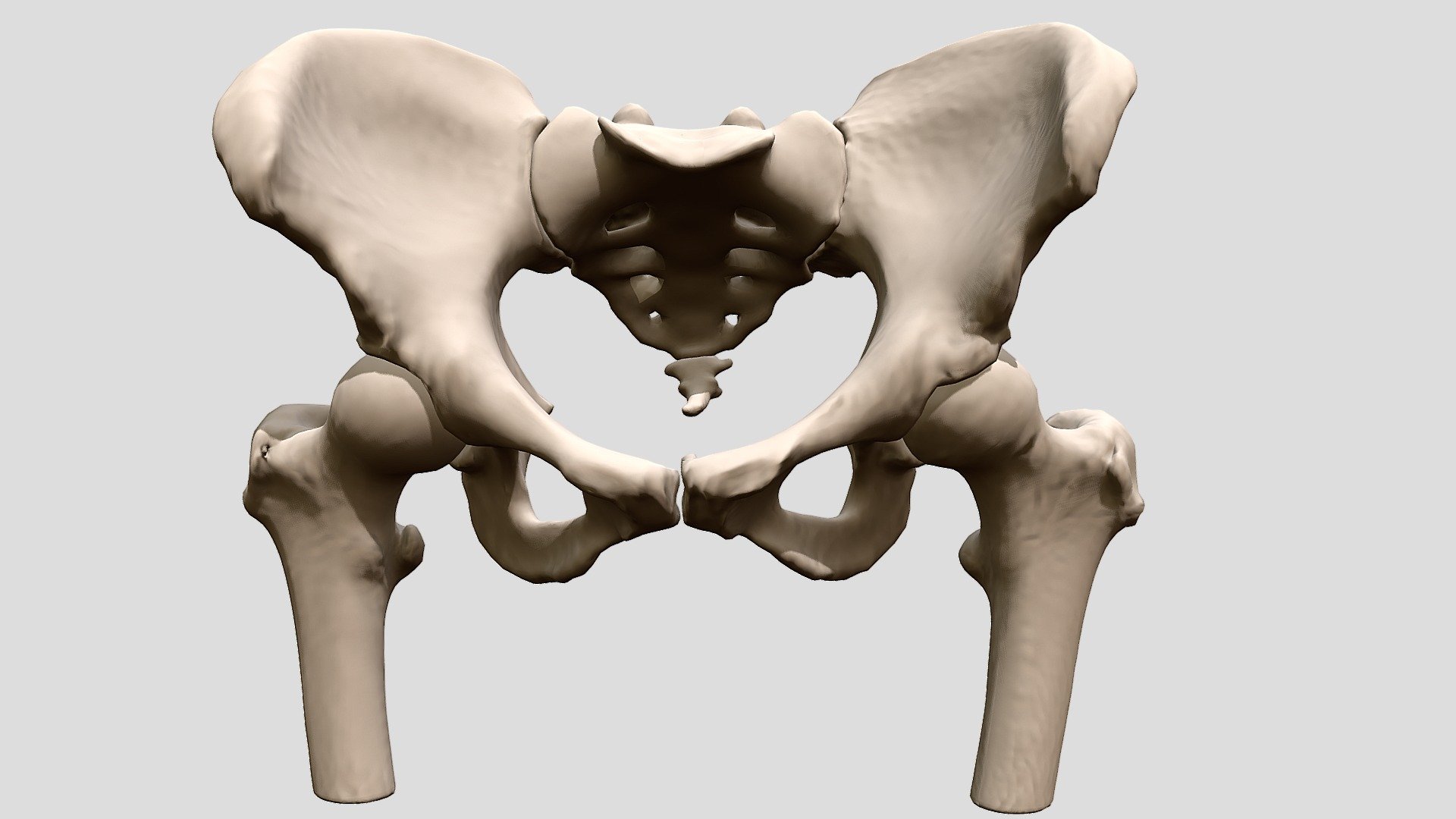 Pelvis - 3D model by Ágora de las ideas (@agoradelasideas) [58daccc ...