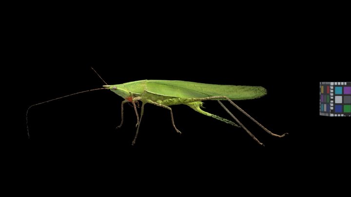 Tettigoniidae 3D models - Sketchfab