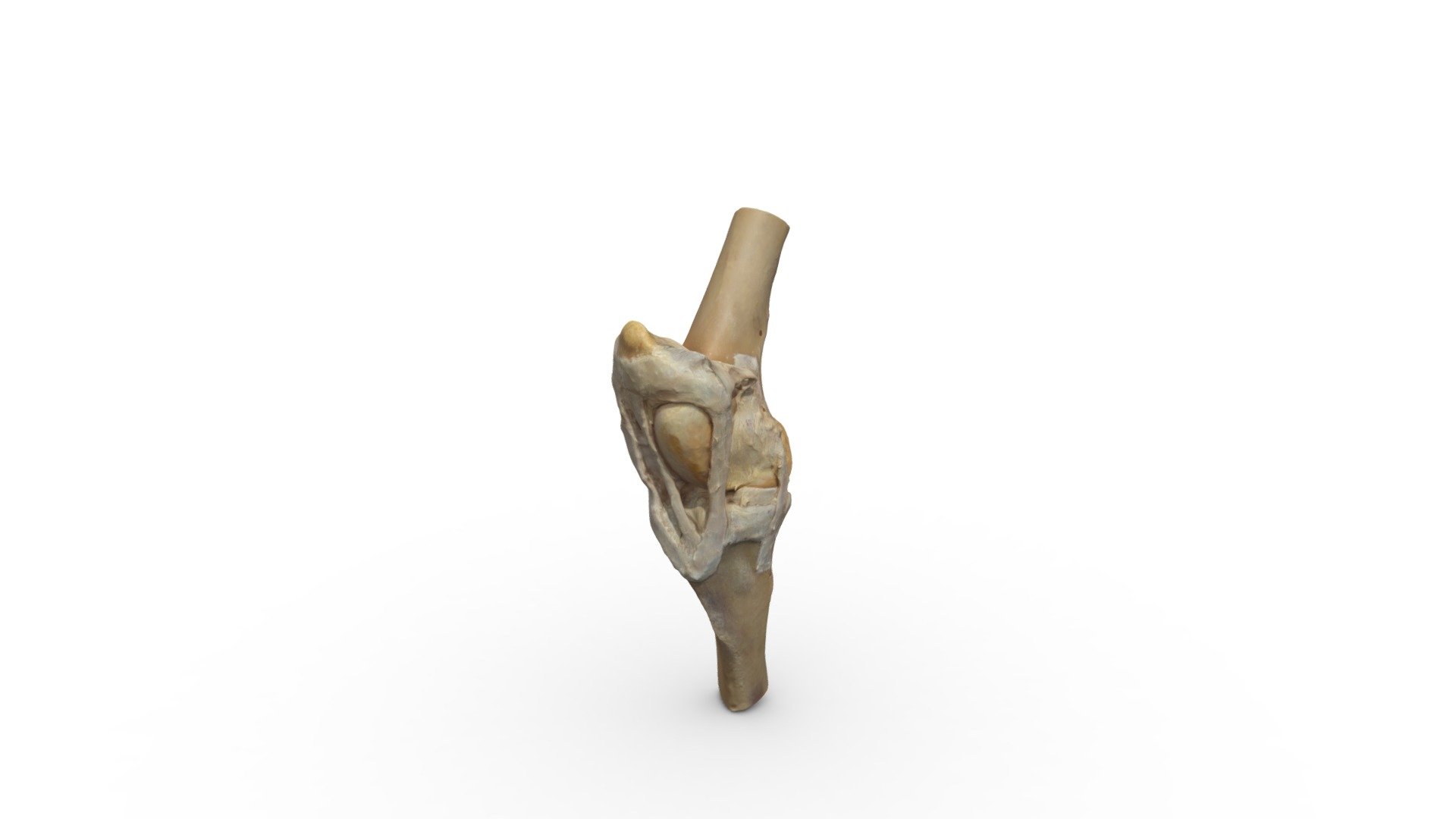 rodilla caballo contraida - 3D model by esculturarte [58f22c8] - Sketchfab