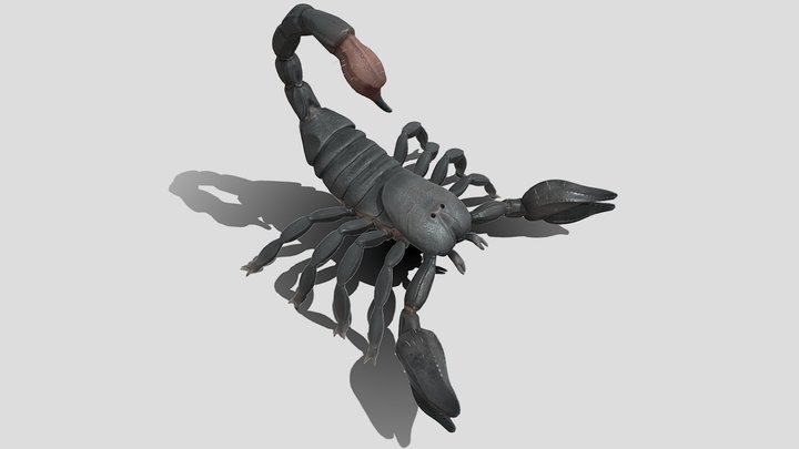 Scorpions 3D models - Sketchfab
