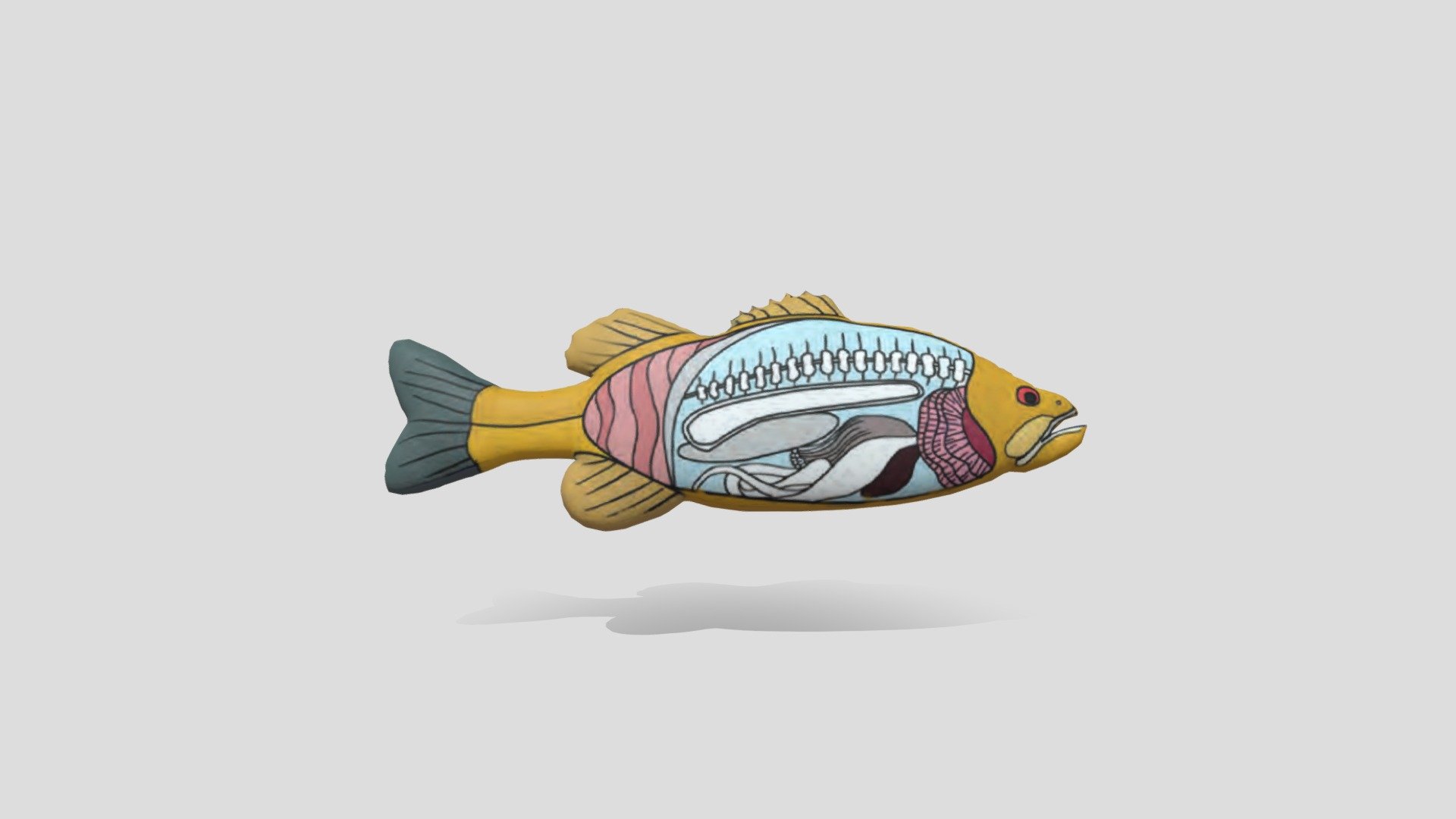 Anatomi Ikan - Download Free 3D model by nofi_anggraeni [5902e68 ...