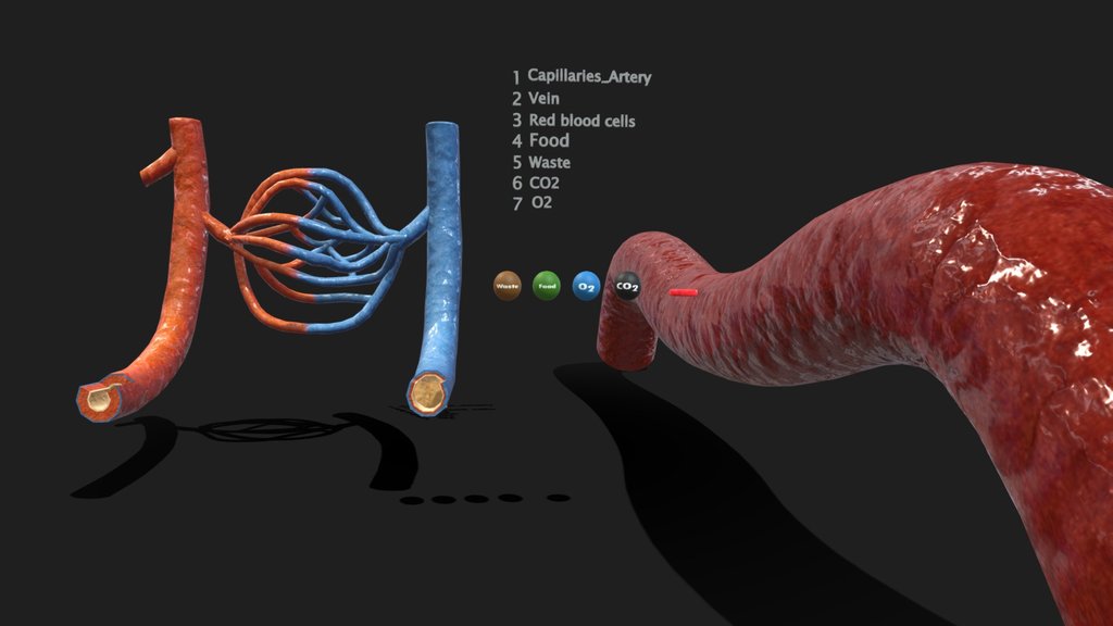 Blood vessels - A 3D model collection by Findlay_Venom (@UFCVA) - Sketchfab