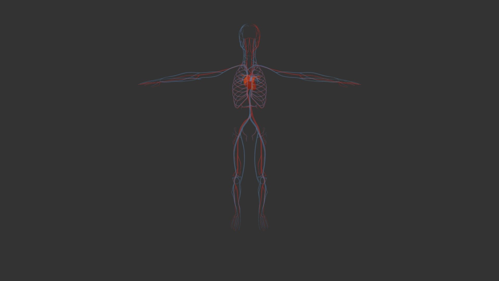 Circulatory System - 3D model by KeSun [5908d95] - Sketchfab