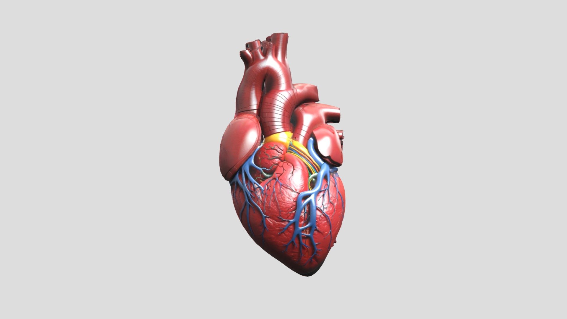 Another 3d model of the human heart. - Download Free 3D model by Joe ...