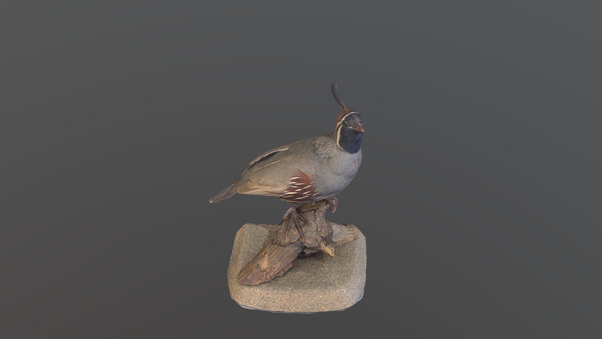 Gambel's Quail - Callipepla gambelii - Download Free 3D model by ...