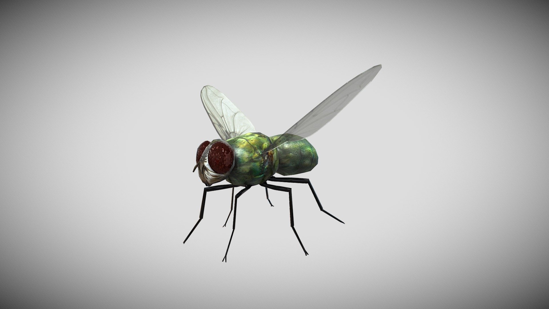 Medhue House Fly - Buy Royalty Free 3D model by Medhue (@Medhue1 ...