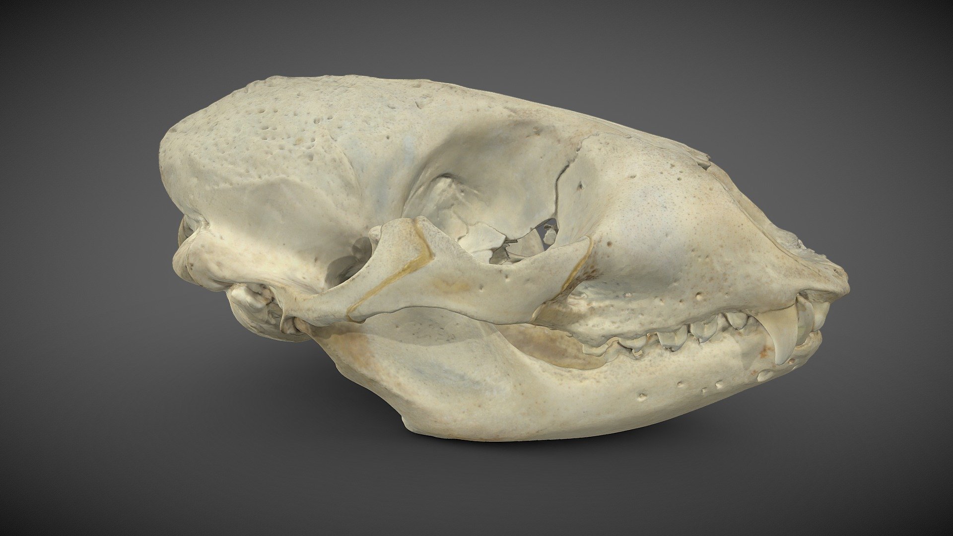 Crâne de phoque commun - Download Free 3D model by Alienor.org, Conseil des musées (@alienor.org ...