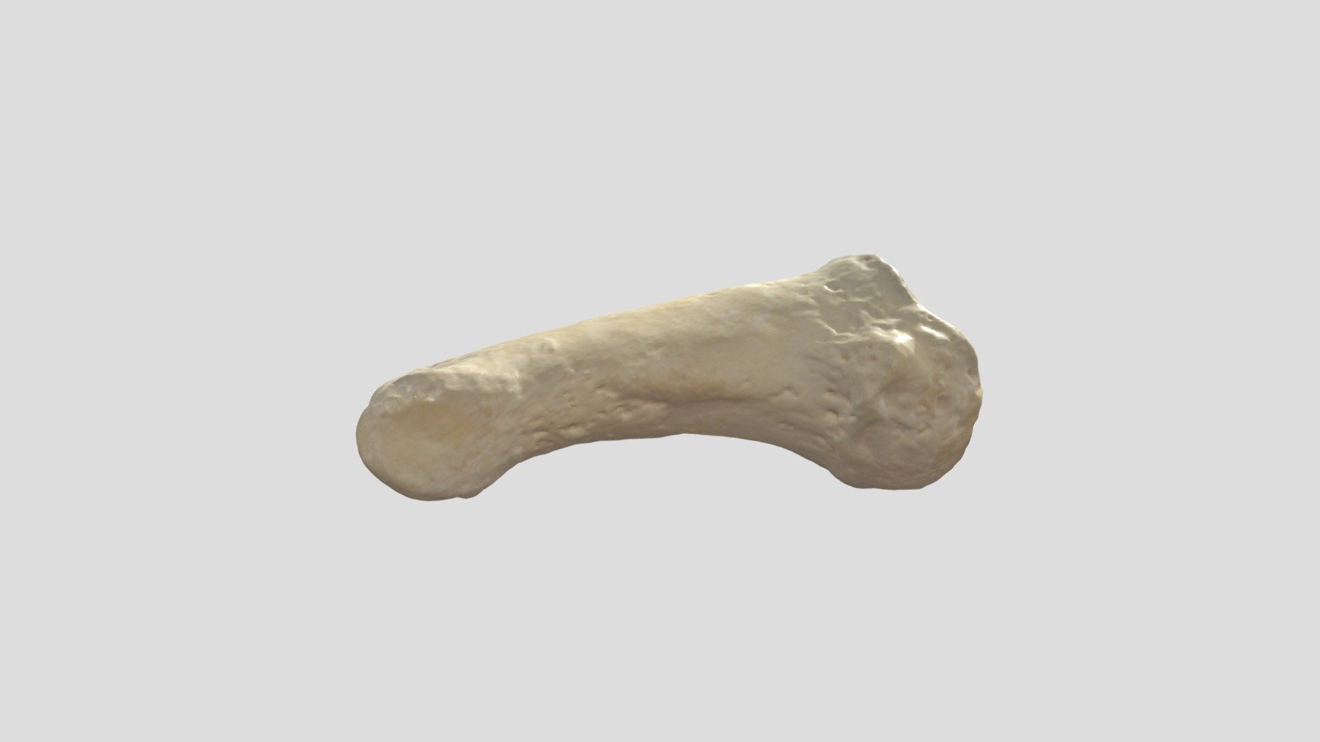 Phalanx Proximalis IV R - annotaties - 3D model by Universiteit ...