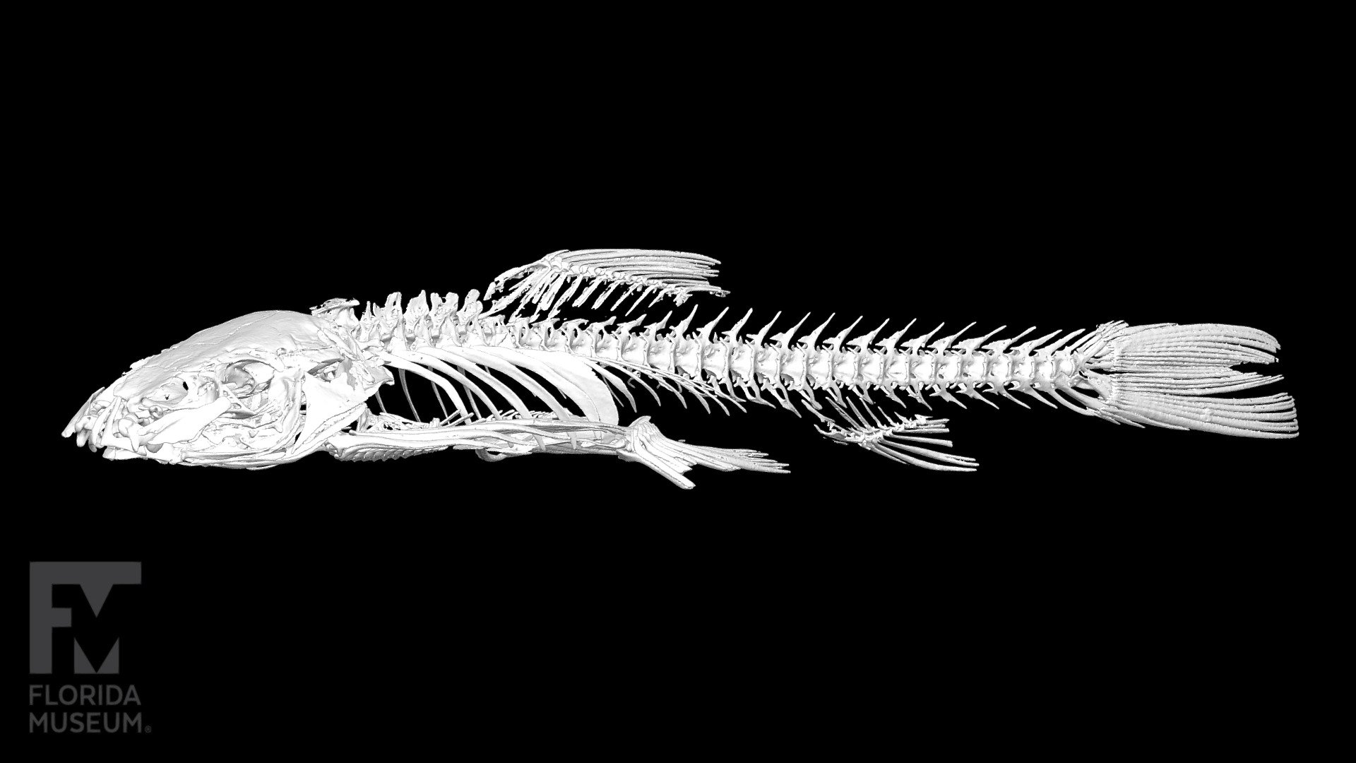Burmese Stone Loach CT Scan, Balitoridae - 3D model by FloridaMuseum ...