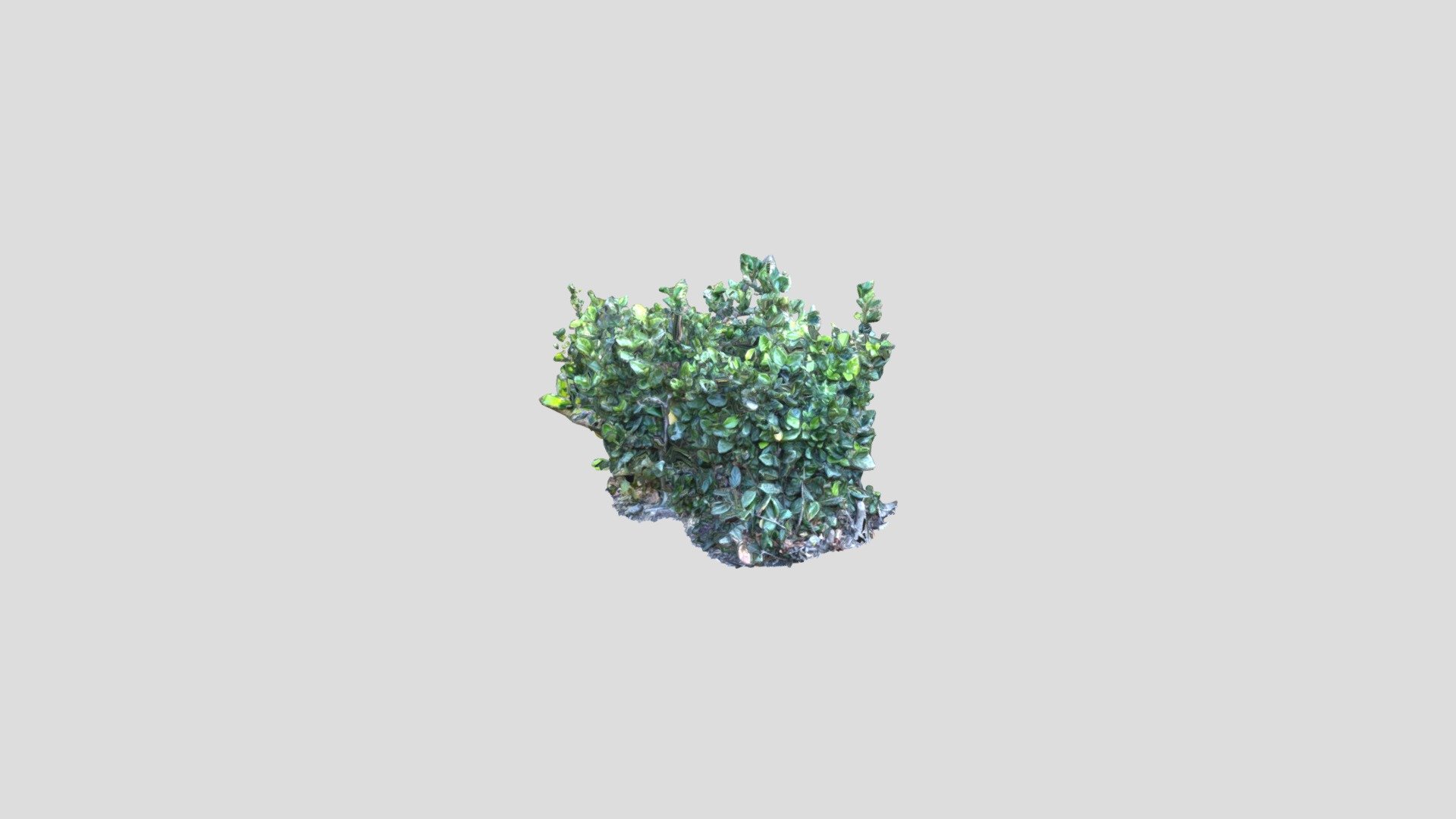 Bush - Download Free 3D model by uyenhuynh [59334ba] - Sketchfab