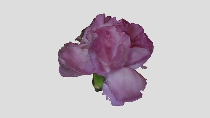 Clove 3D models - Sketchfab
