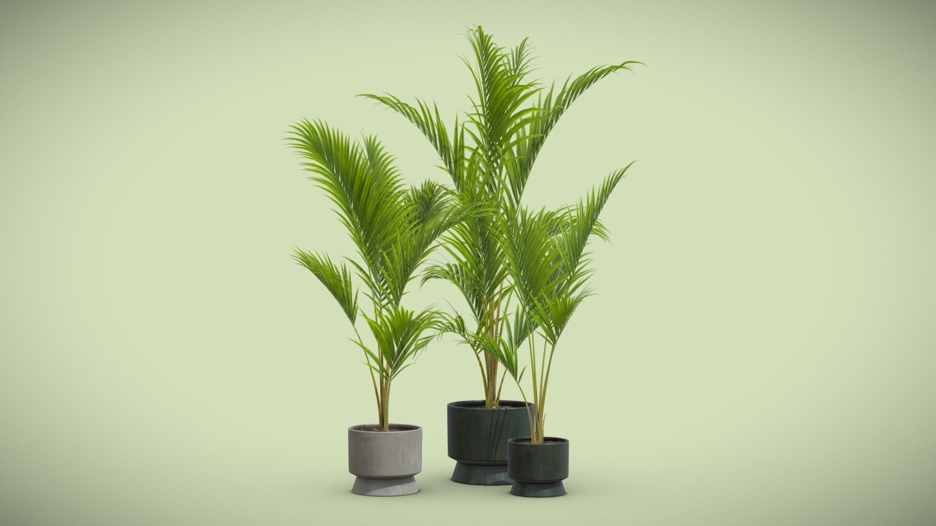 Majesty Palm 02 - Ravenea rivularis - Buy Royalty Free 3D model by ...