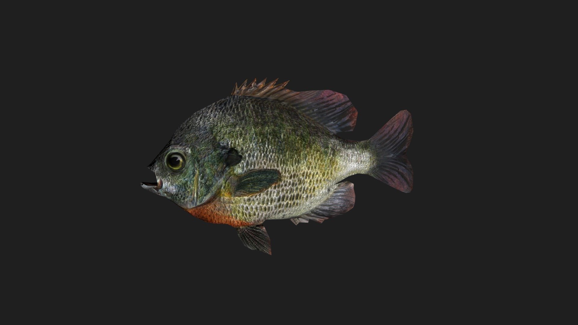Fish Blue Gill - 3D model by UnluckSoftware [5947048] - Sketchfab