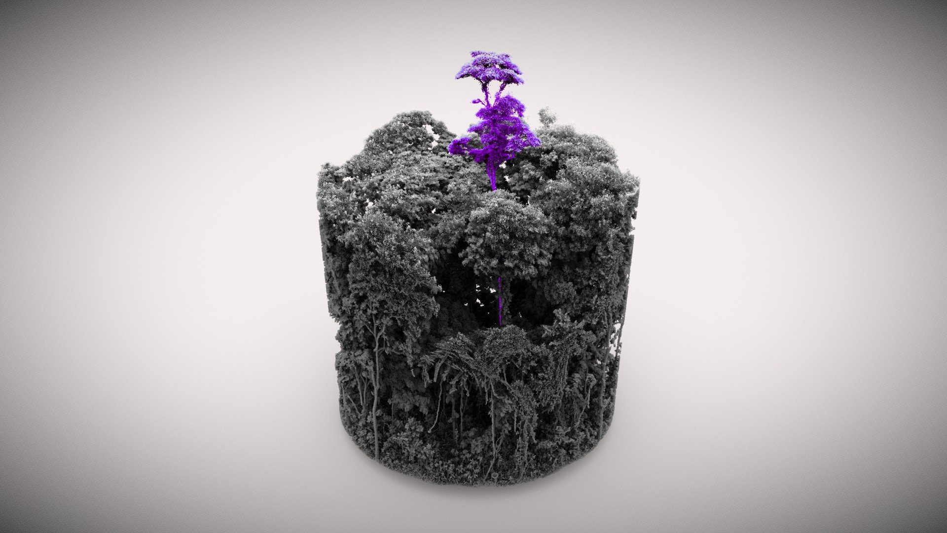 Emergent Tree in Yangambi, DRC - 3D model by CAVElab (Ghent University ...