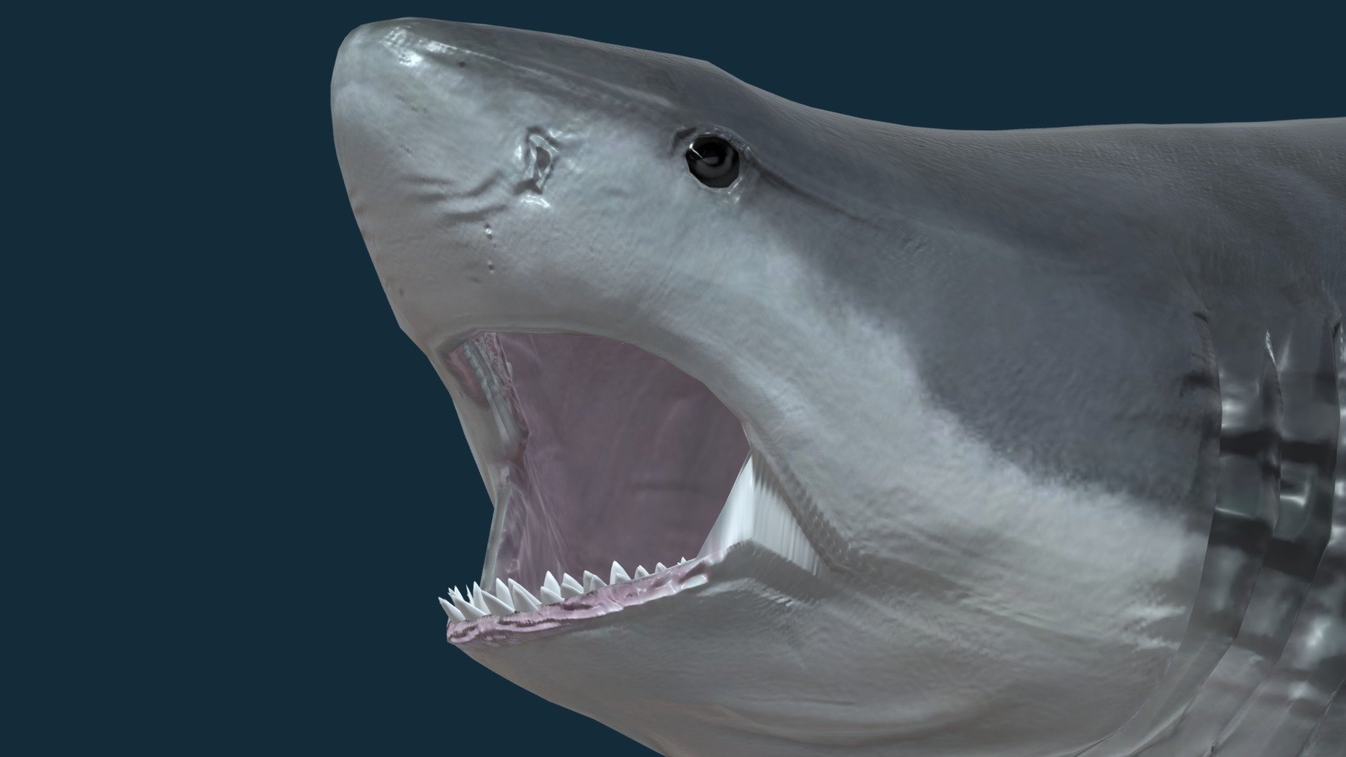 Megalodon Retexture - Download Free 3D model by Sealife Fan 3 ...