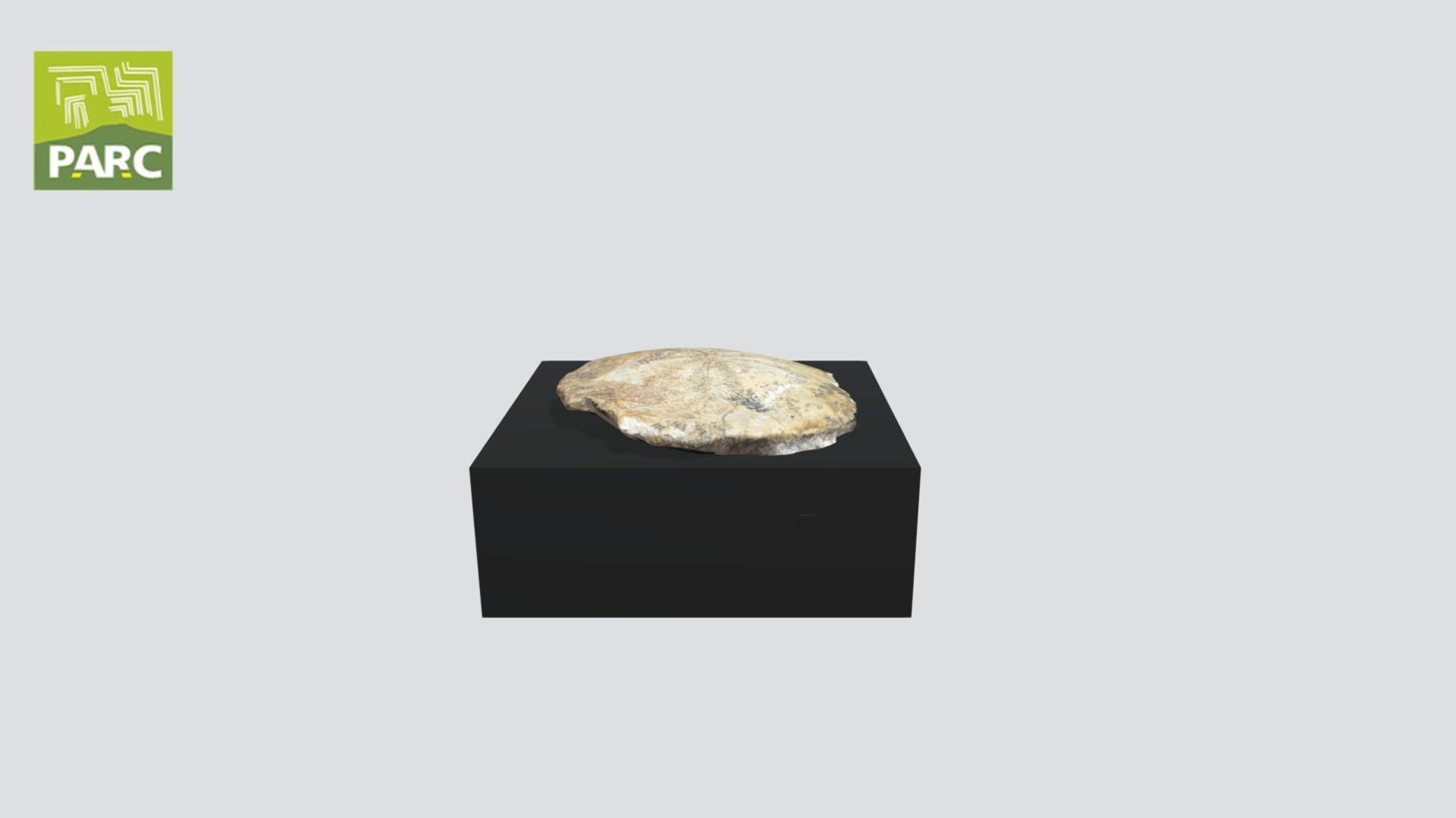 Scutella - 3D model by PARC Museum (@parcgenoni) [59517da] - Sketchfab