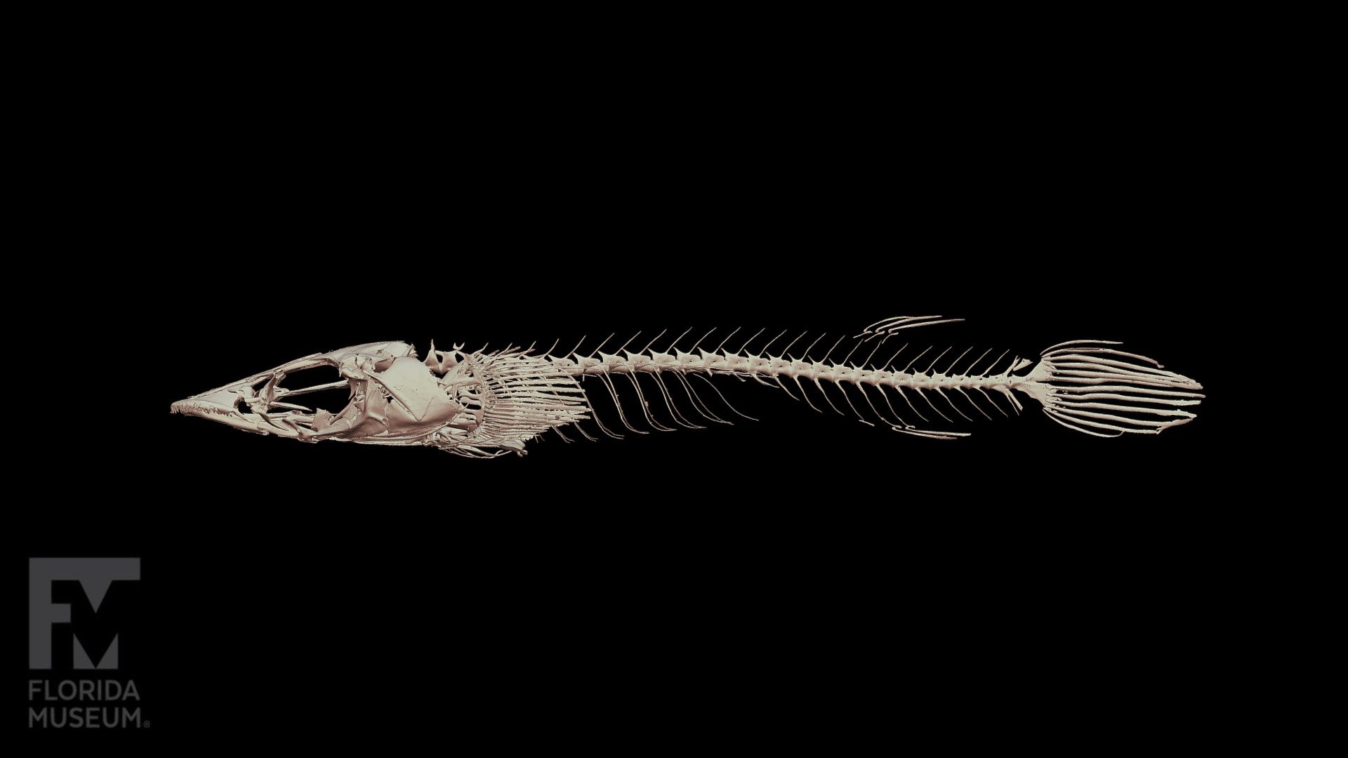 Eastern Atlantic Clingfish - 3D model by FloridaMuseum [595bb9c ...