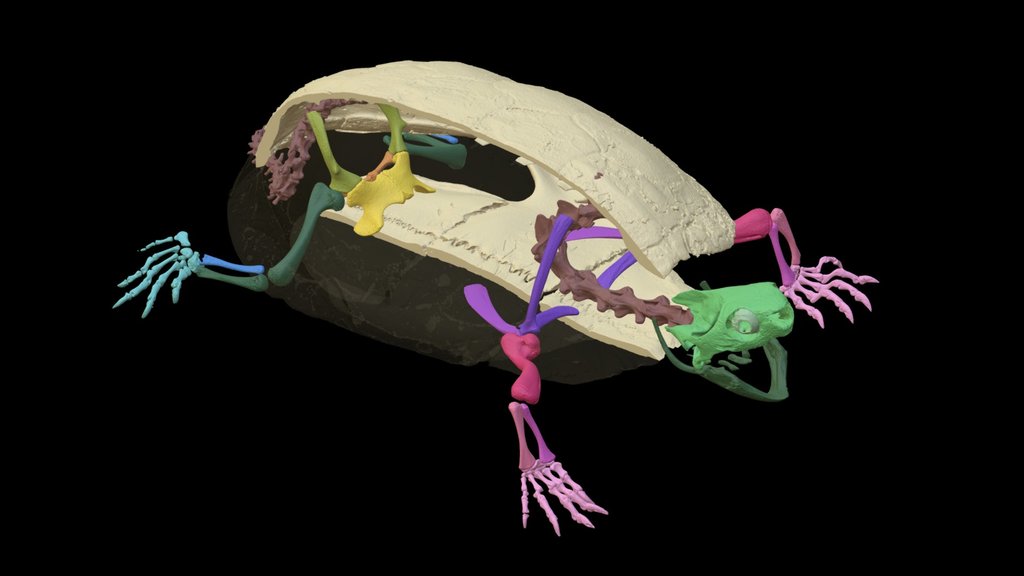 Turtle Anatomy A 3d Model Collection By Sergey Egelsky Egelsky Sketchfab