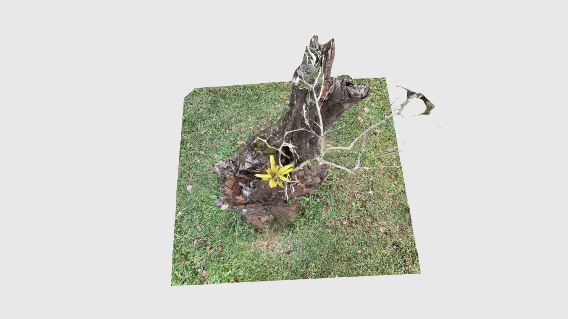 Tree stump - Download Free 3D model by KendallJames (@doylersa ...