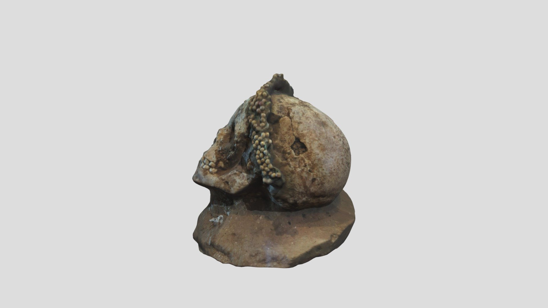 Bronze-Encrusted Skull from Antikythera - Download Free 3D model by ...