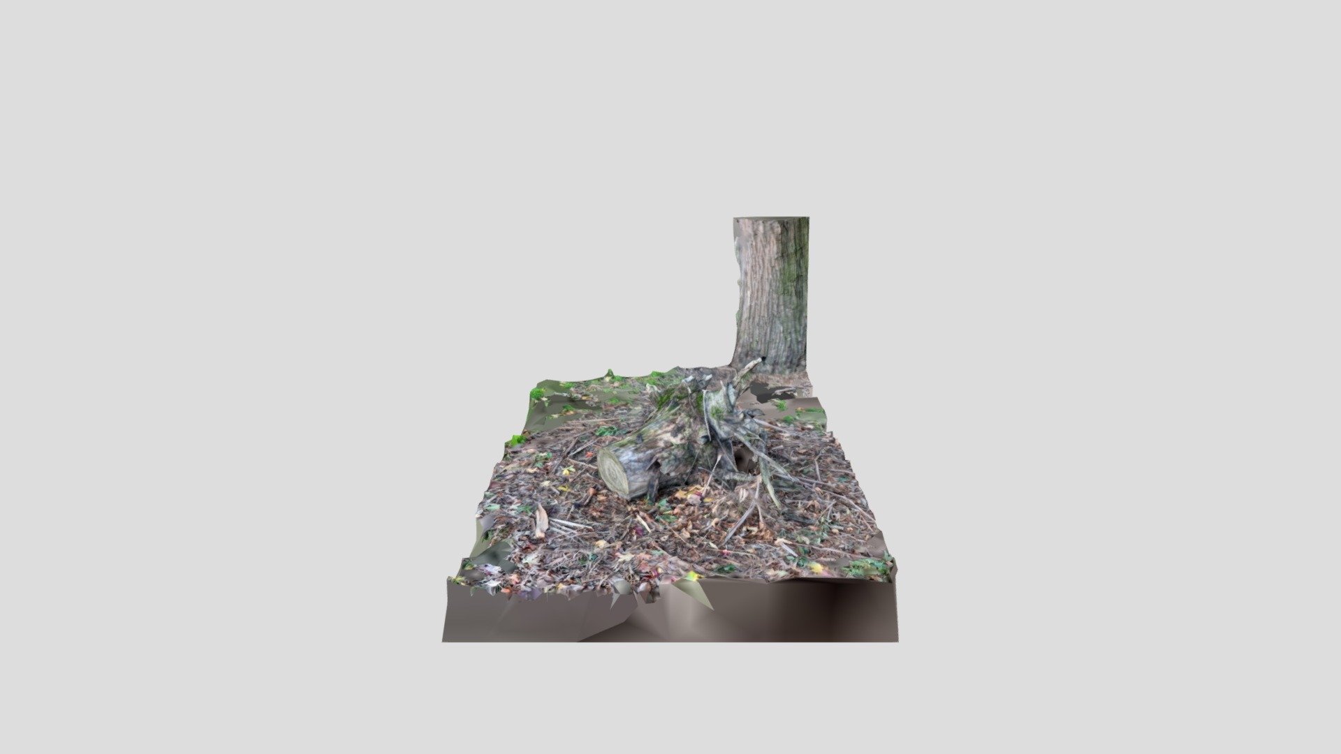Stump - Download Free 3D model by Markvfxscan [5970b0a] - Sketchfab