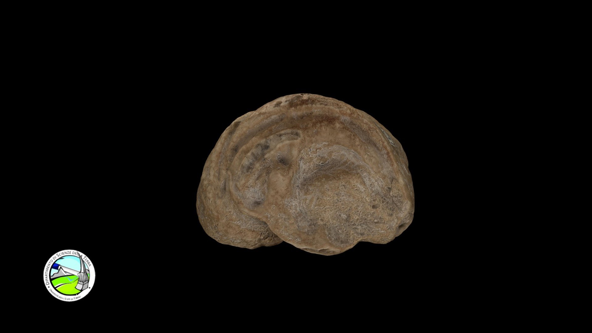 Diceras - 3D model by Dipartimento di Scienze della Terra - UniTo ...