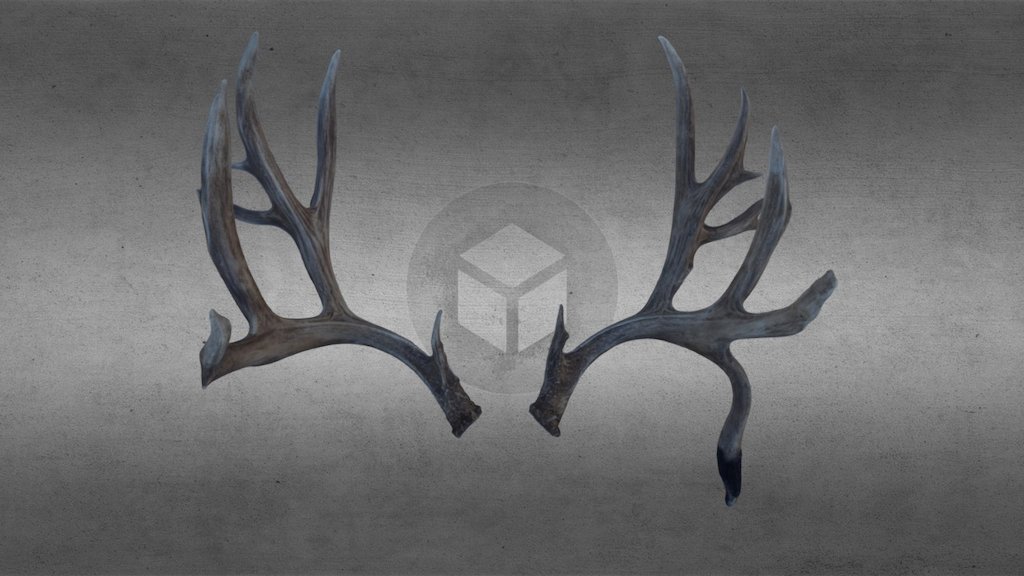 Buck Norris, Nosler/Bend Buck Antlers (2013) - 3D model by 3D Big Game ...