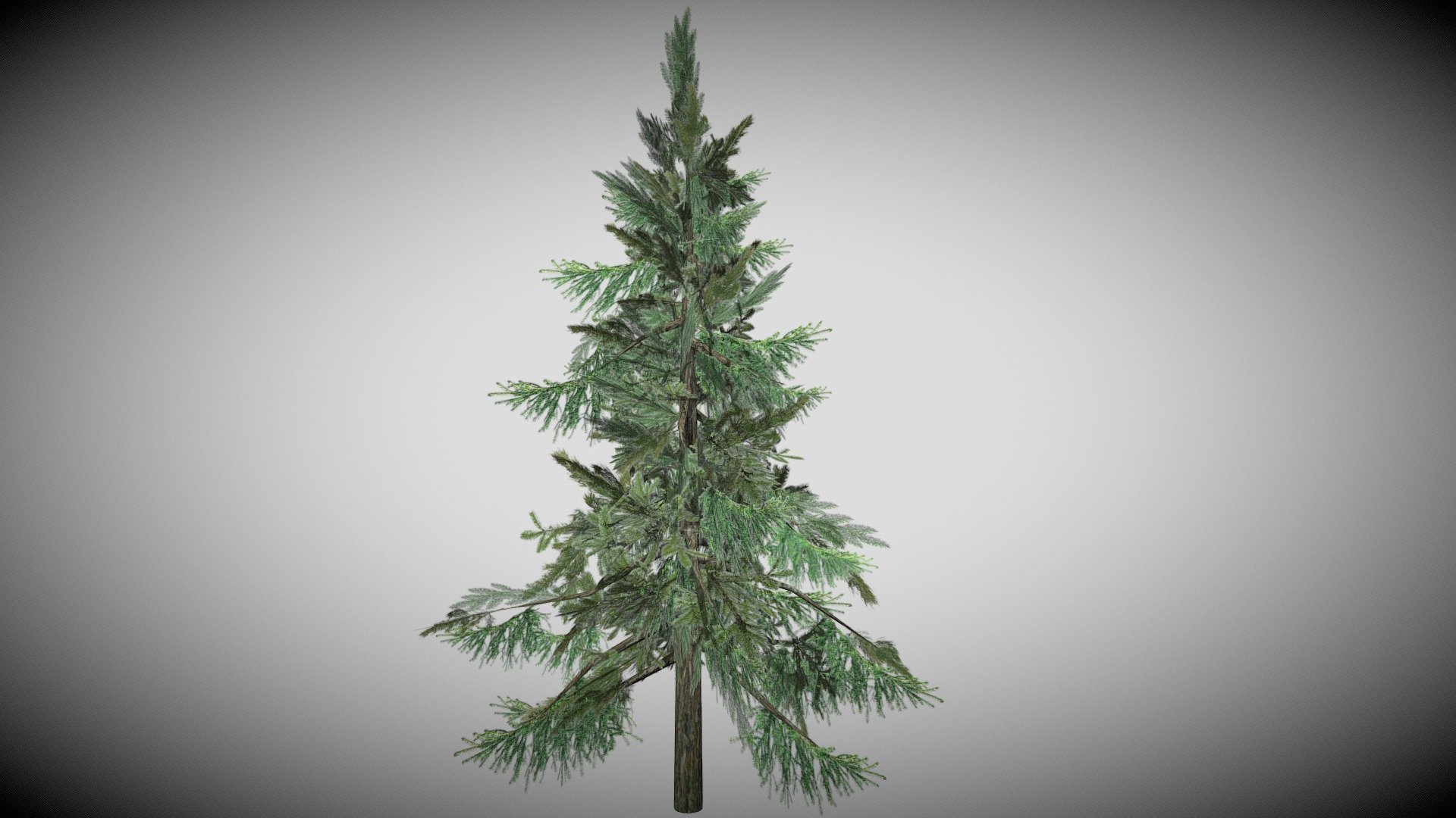 Fir Tree - 3D model by Uragan27 [597ab7b] - Sketchfab