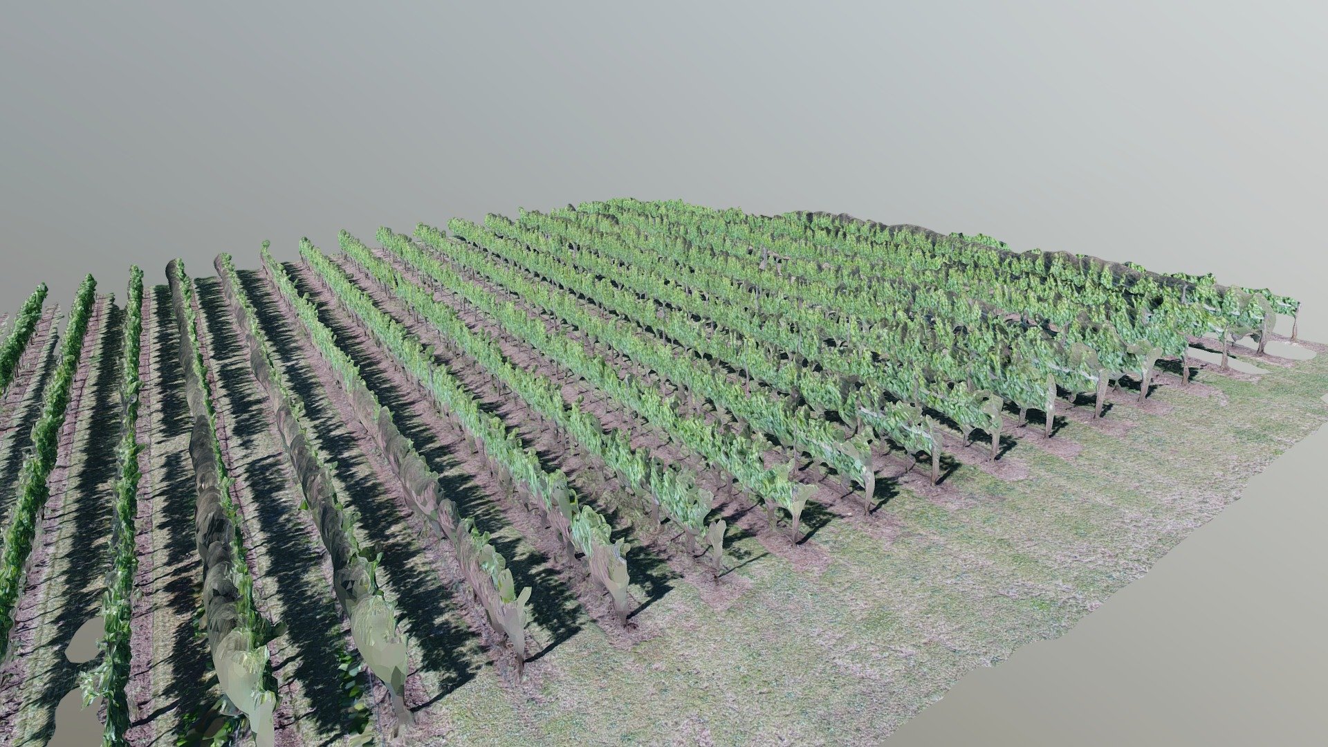 Vineyard Sample - 3D model by ODIN AERIAL (@guderian4) [597b7b6 ...