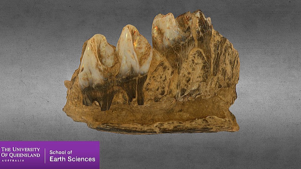 Macropus giganteus titan (Lower Jaw) - 3D model by nate_siddle (@nate ...