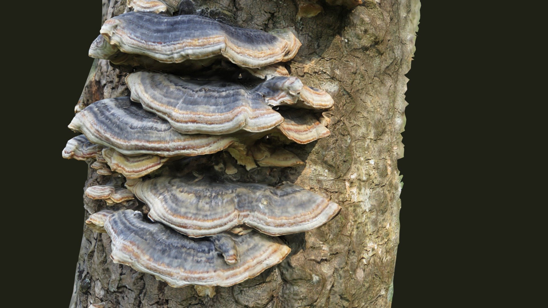 Mushroom Fomes fomentarius - Download Free 3D model by MARCO ...