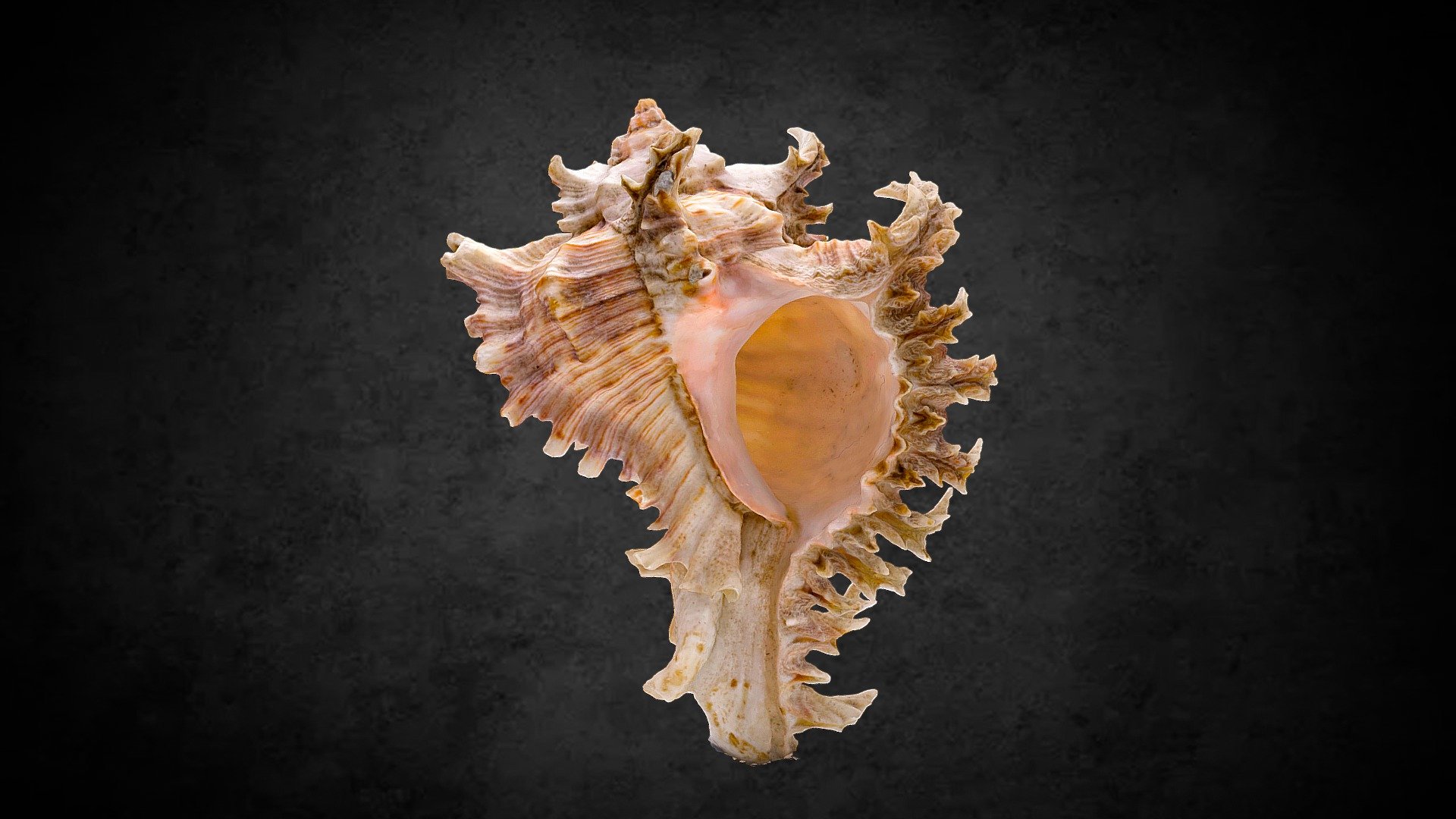 Murex Shell - Download Free 3D model by The Watt Institution ...