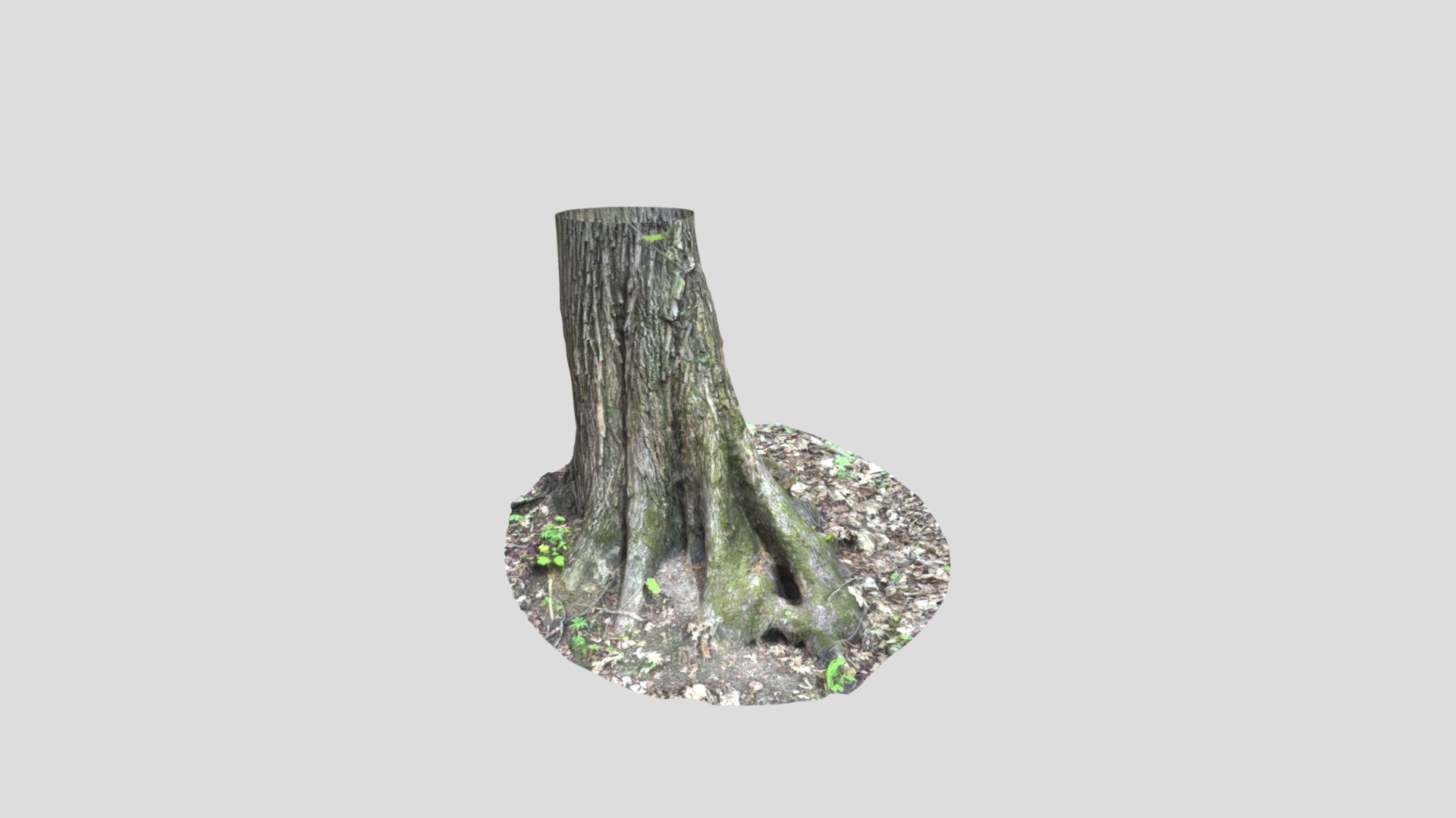 Tree roots 3d scan free - Download Free 3D model by brntpc [5985103 ...
